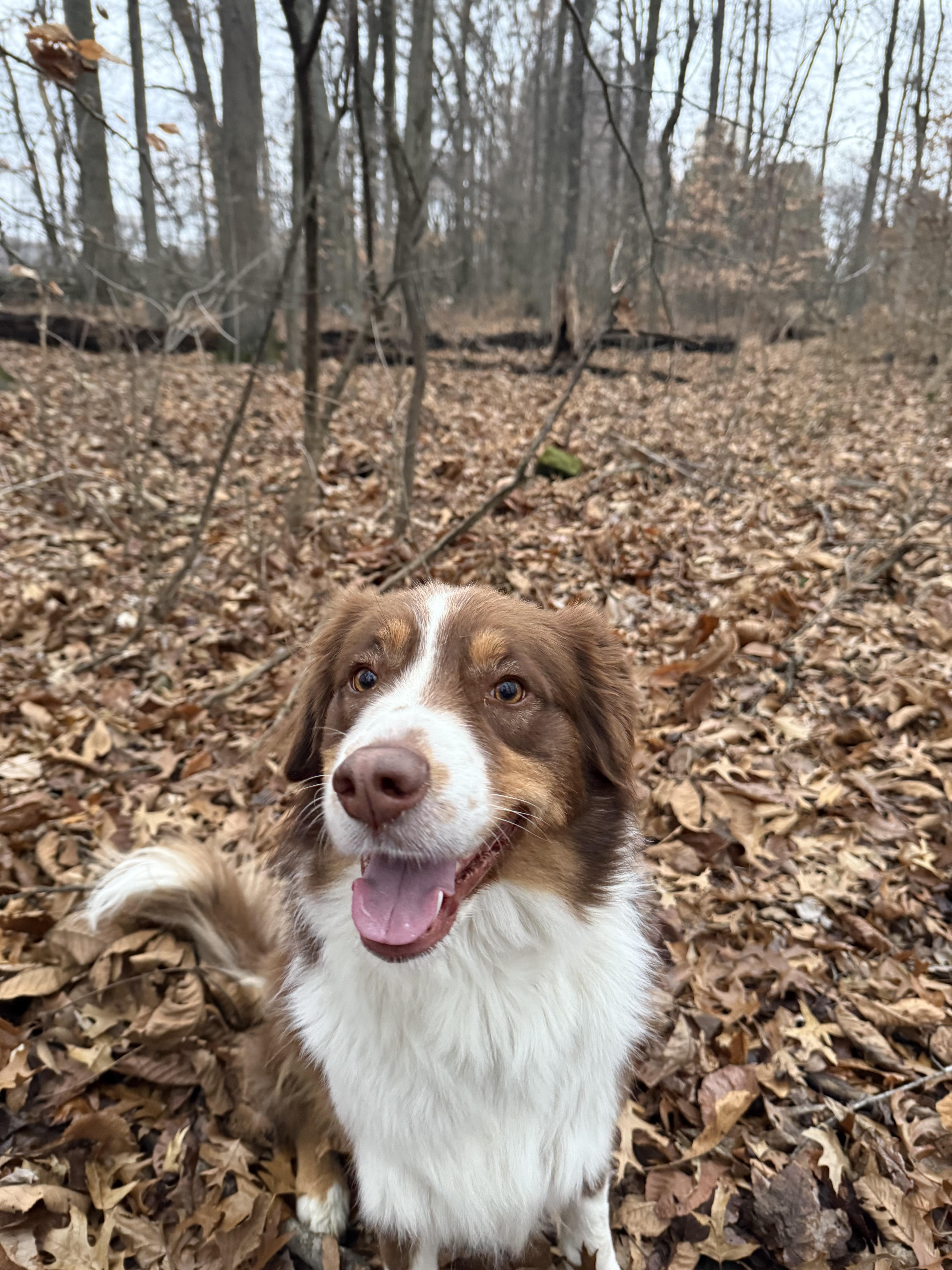 Dog for adoption - Bruno - ADOPTION PENDING, an Australian Shepherd in ...