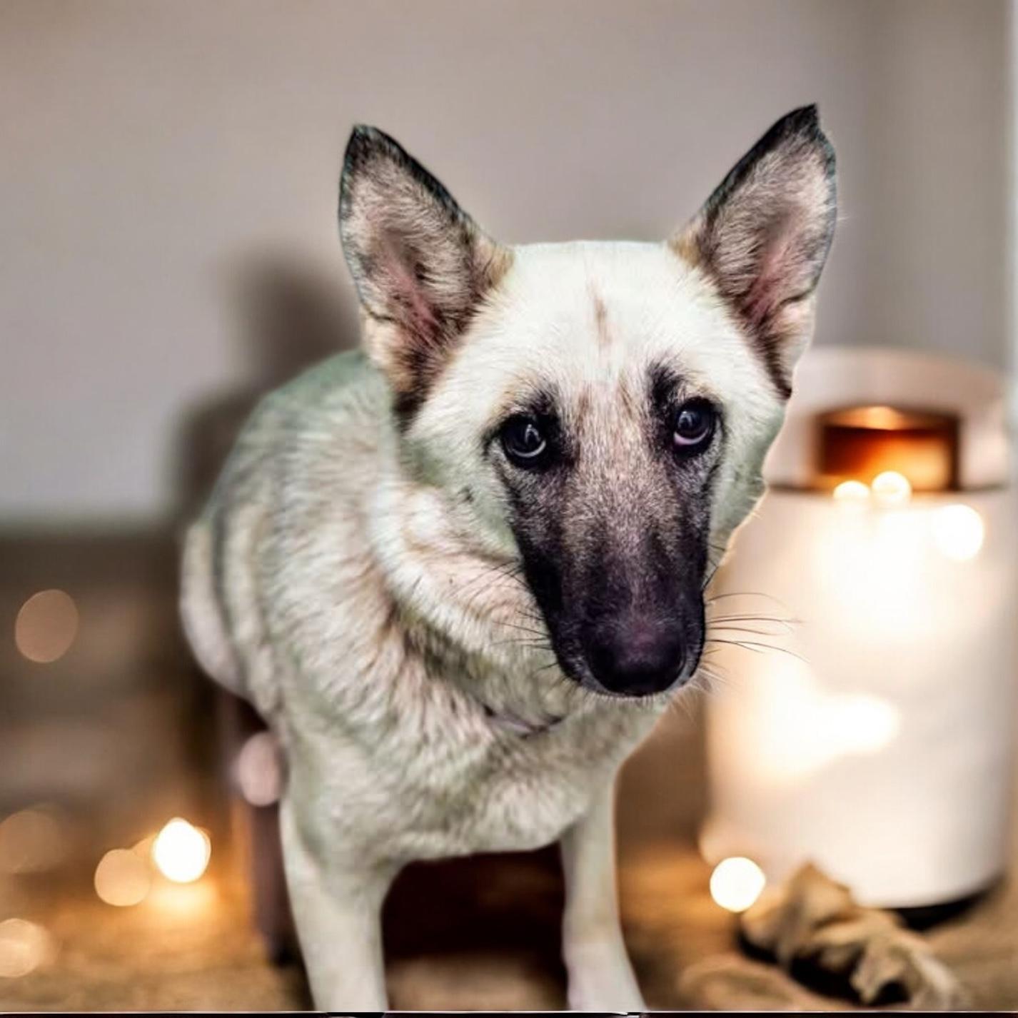 Dog for adoption - Luna, a German Shepherd Dog Mix in Spokane, WA ...