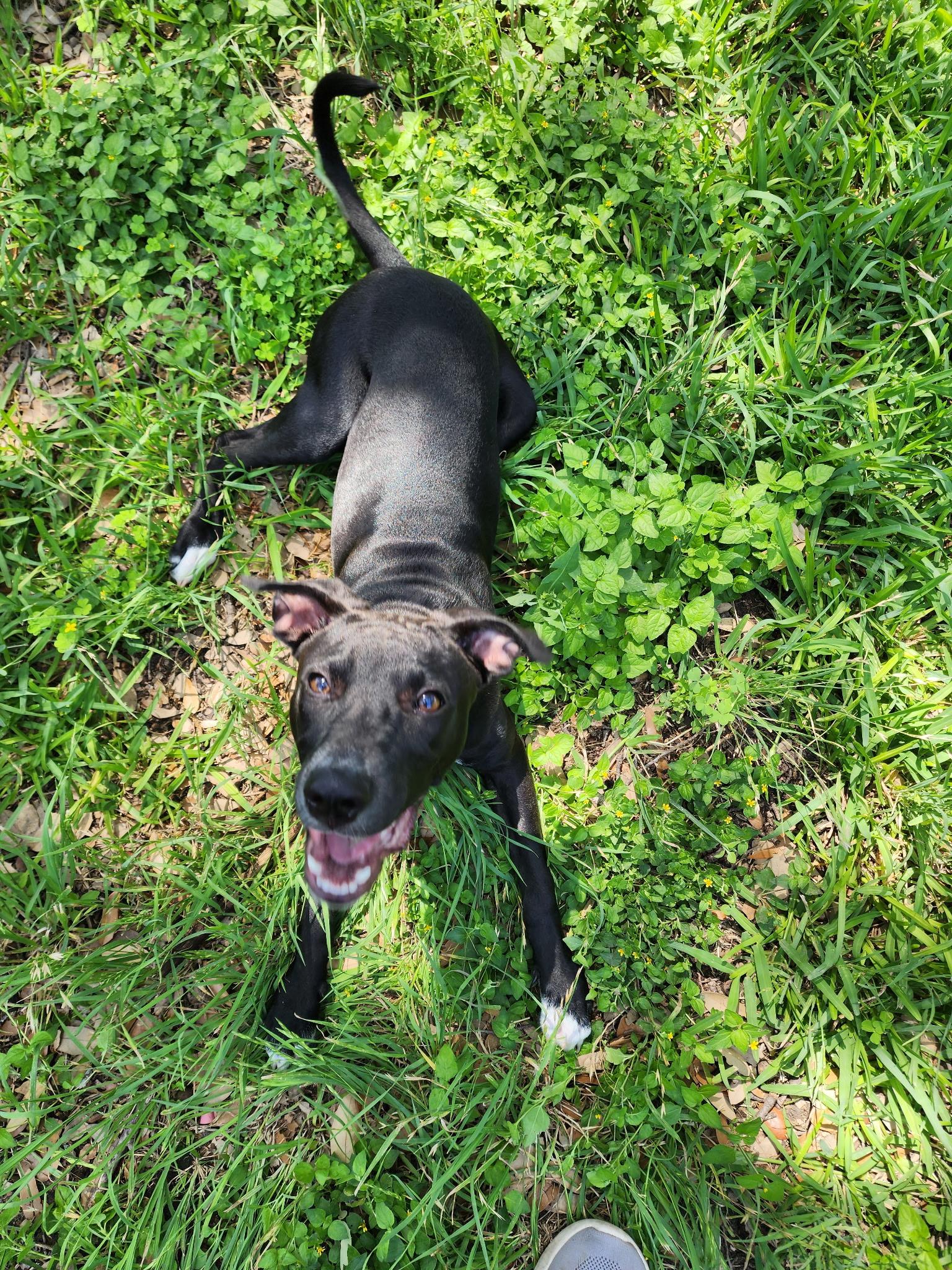 Dog for adoption - Ruby, a Labrador Retriever Mix in Hoffman Estates ...