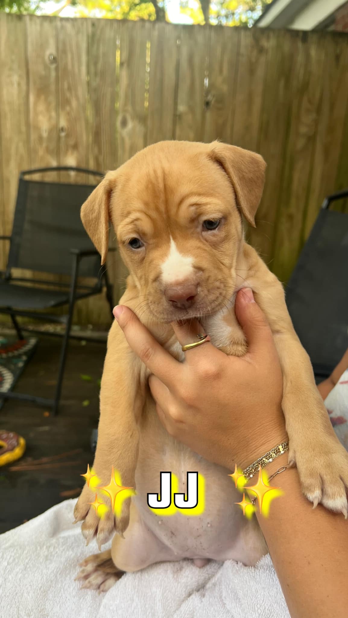 Dog for adoption - JJ, a Pit Bull Terrier Mix in Ayden, NC | Petfinder