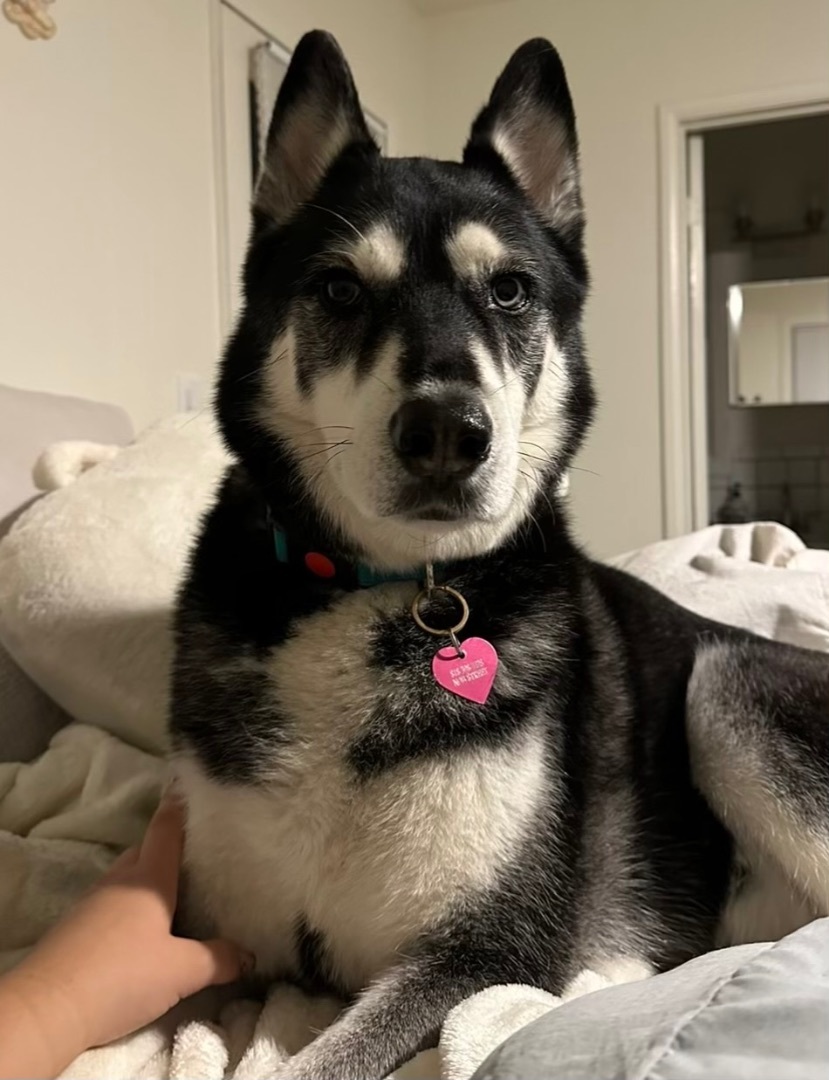 Dog for adoption - Kai, a Siberian Husky in Menifee, CA | Petfinder