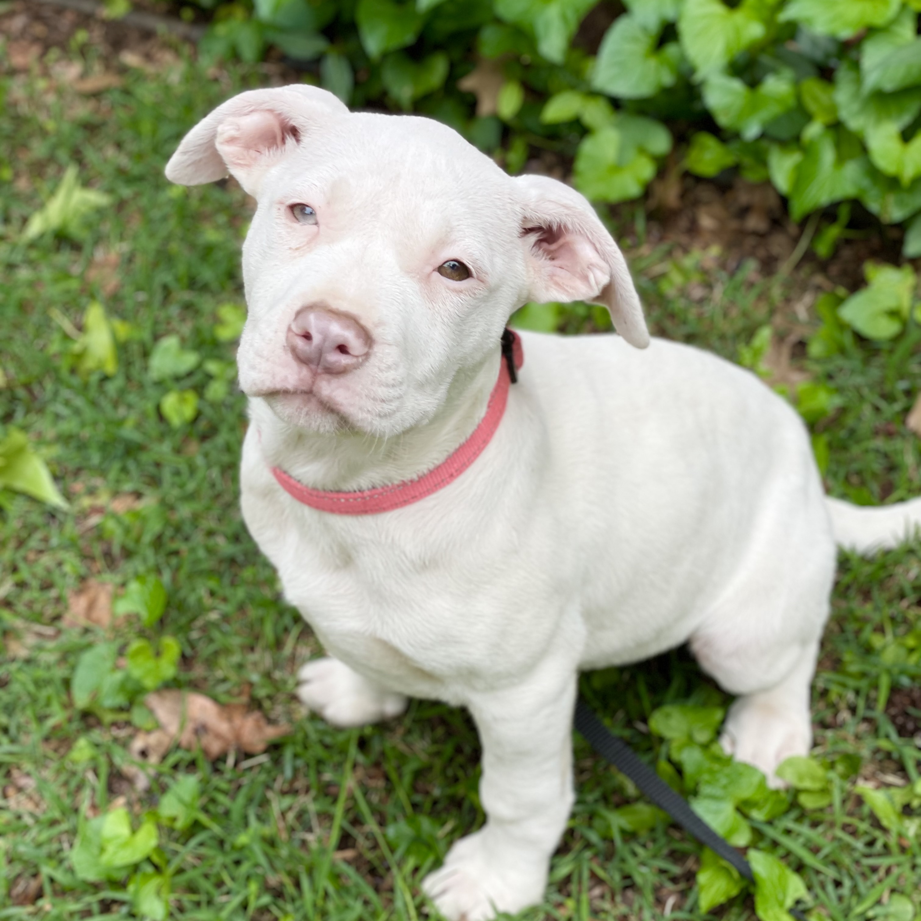 Missouri Dog Adoptions | Dogs for Adoption in MO