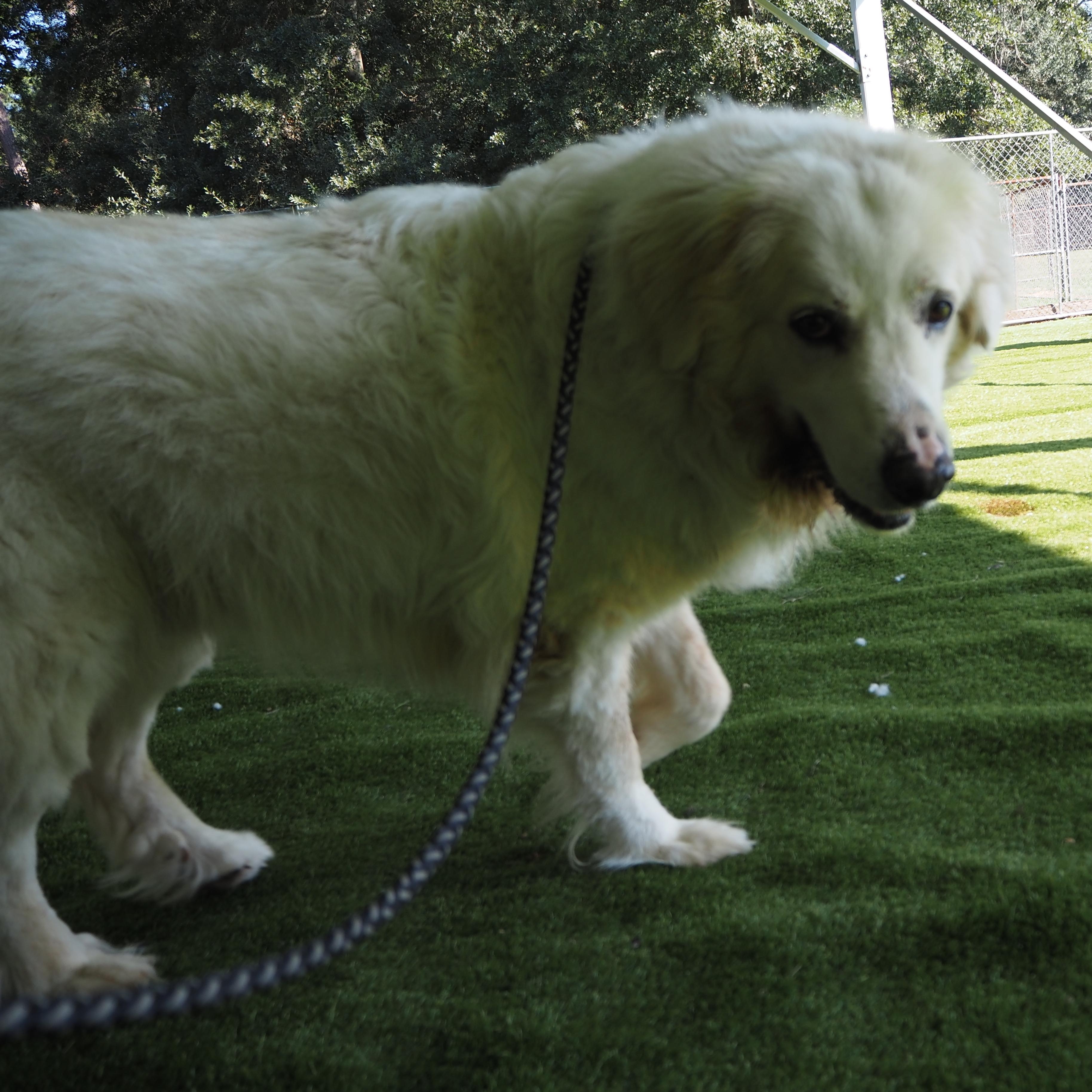 Dog for adoption - Lacey, a Great Pyrenees & Golden Retriever Mix in ...