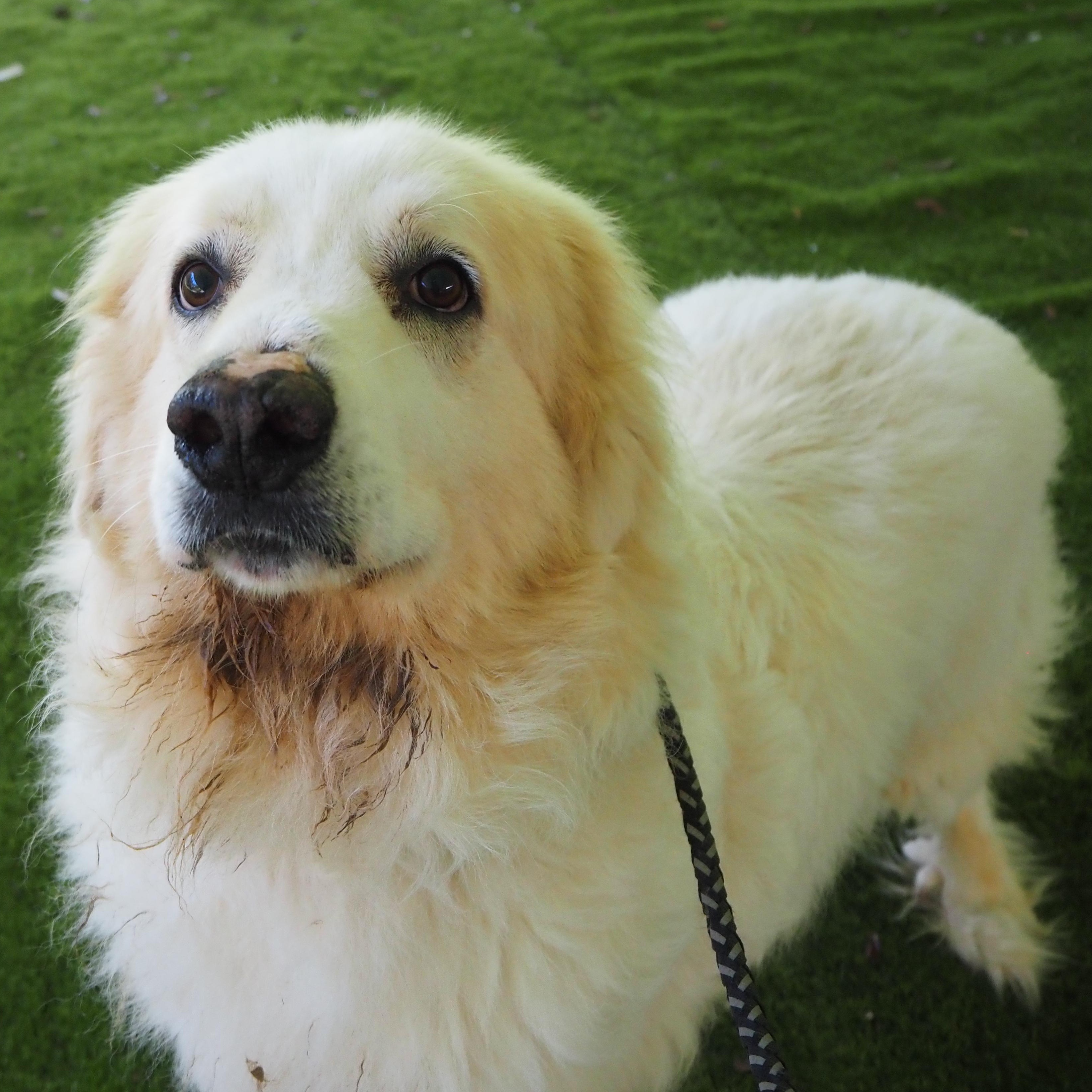 Dog for adoption - Lacey, a Great Pyrenees & Golden Retriever Mix in ...
