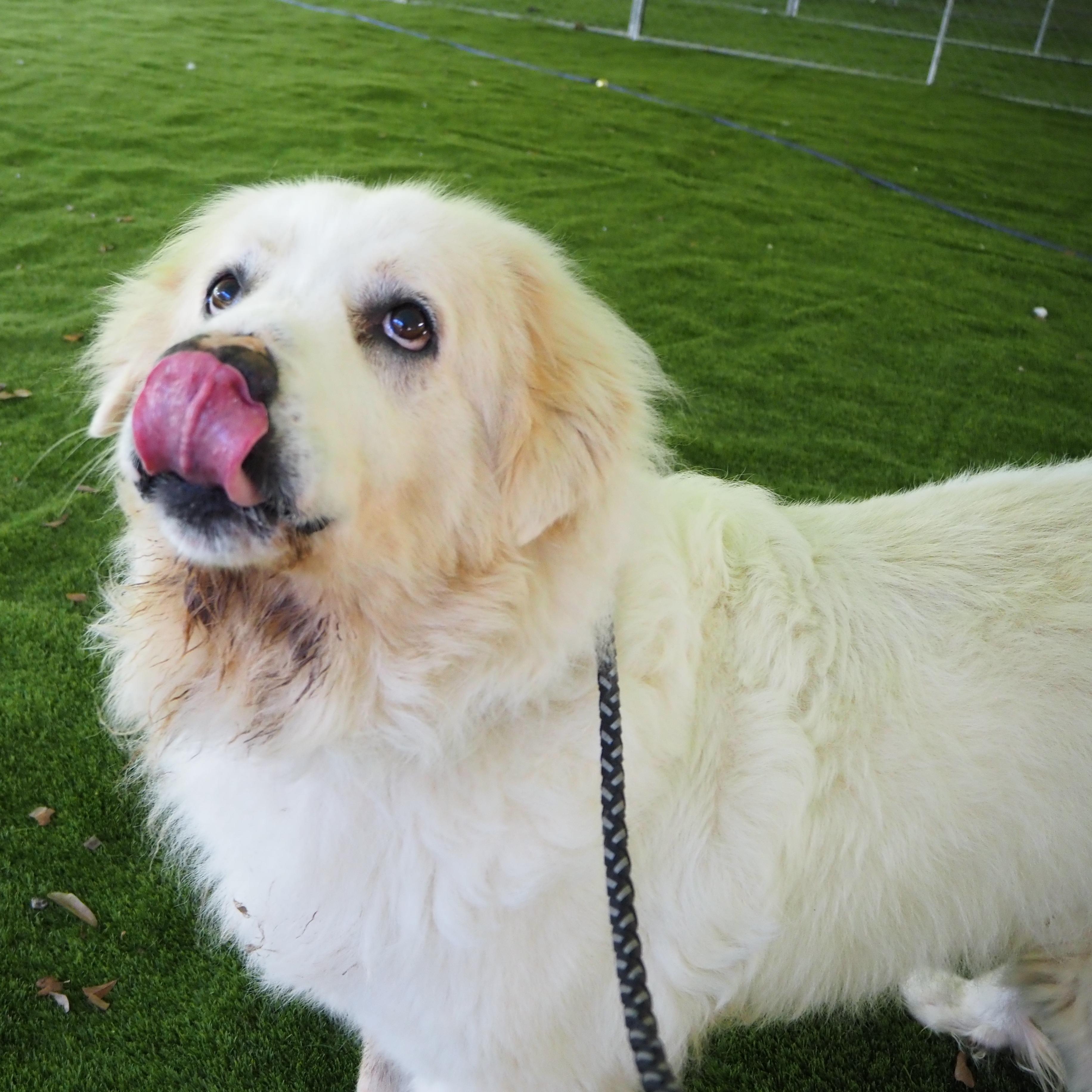 Dog for adoption - Lacey, a Great Pyrenees & Golden Retriever Mix in ...