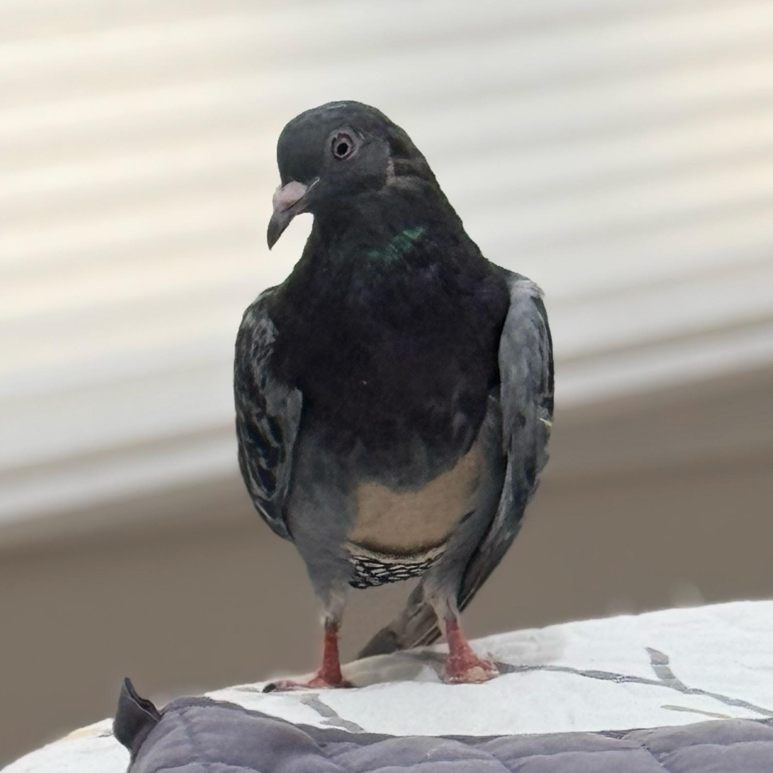 Dove for adoption - Kazoo, a Pigeon in Chicago, IL | Petfinder