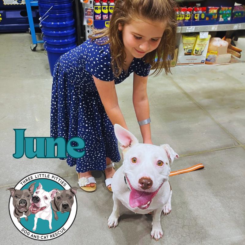 Dog for adoption - June The Tri-Pawed Wonder Dog, a Pit Bull Terrier ...