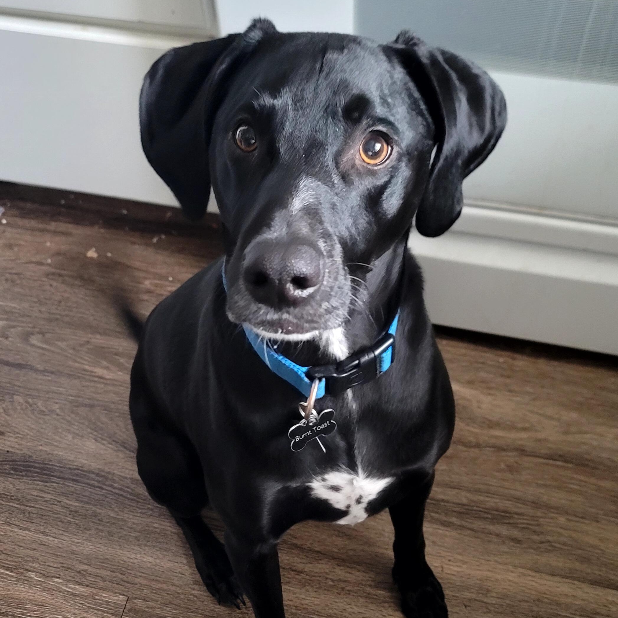 Dog for adoption - **COURTESY LISTING** Burnt Toast, a German ...