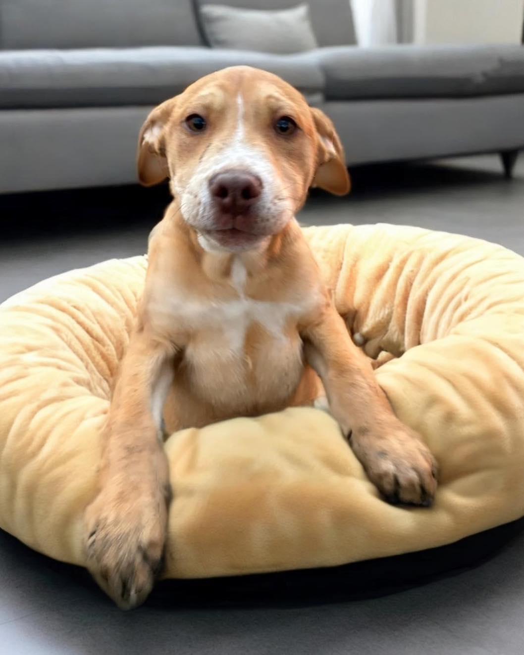 Dog for adoption - Dash CM 0924, a Labrador Retriever & Terrier Mix in ...