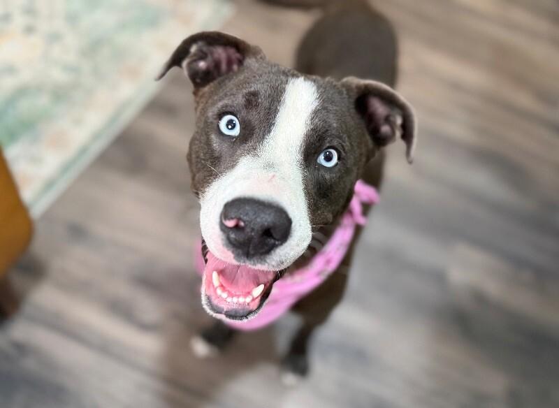 Dog for adoption - Indigo, a Pit Bull Terrier & Husky Mix in Delta, BC ...