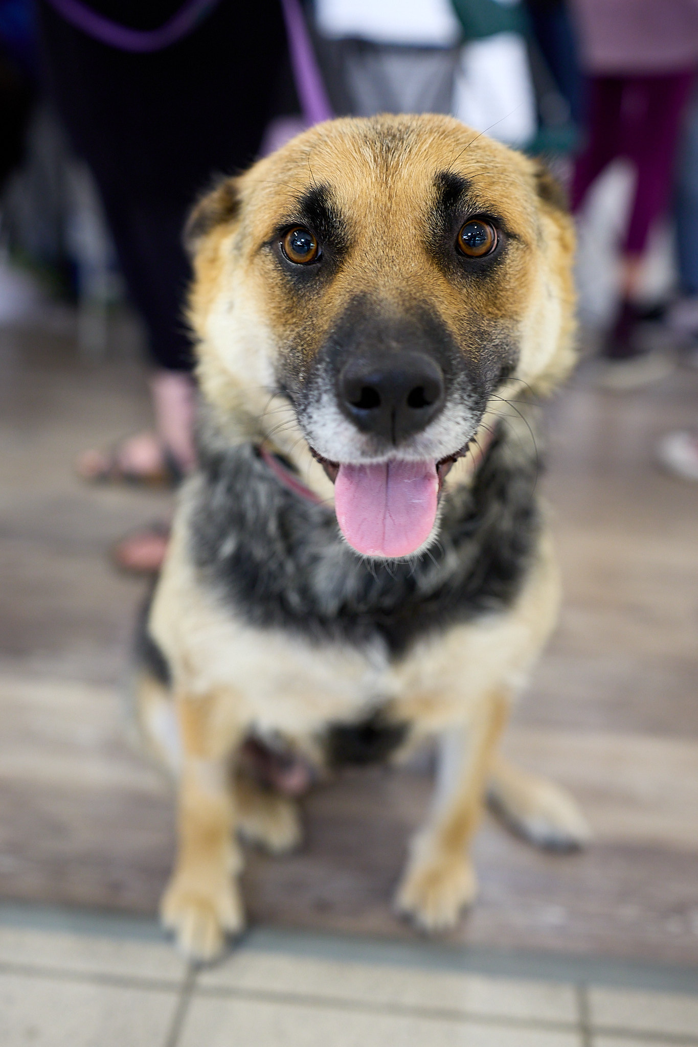 Available for Adoption - New Hope Dog Rescue