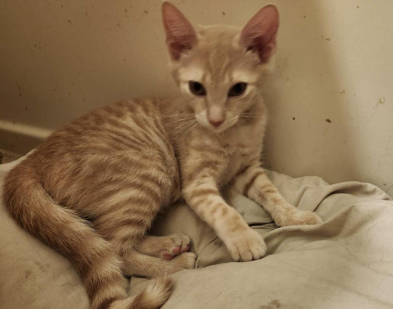 Cat for adoption - Julius, a Domestic Short Hair in Watchung, NJ ...