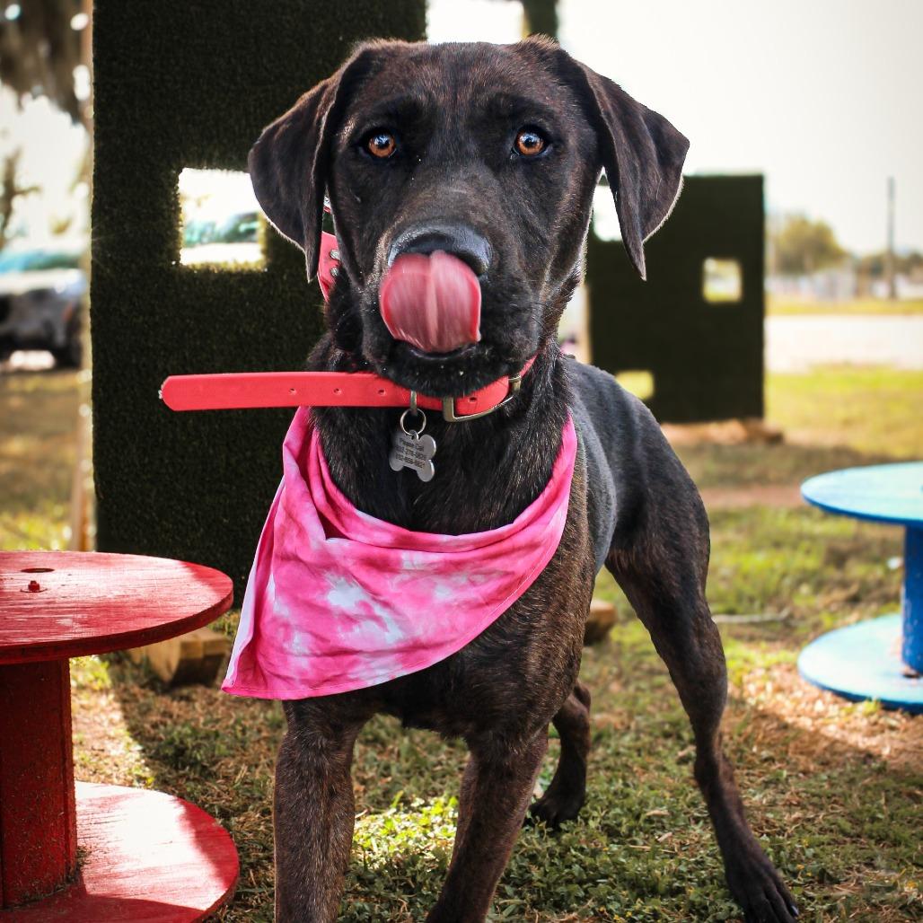 Dog for adoption - Charming Callista, a Chocolate Labrador Retriever ...