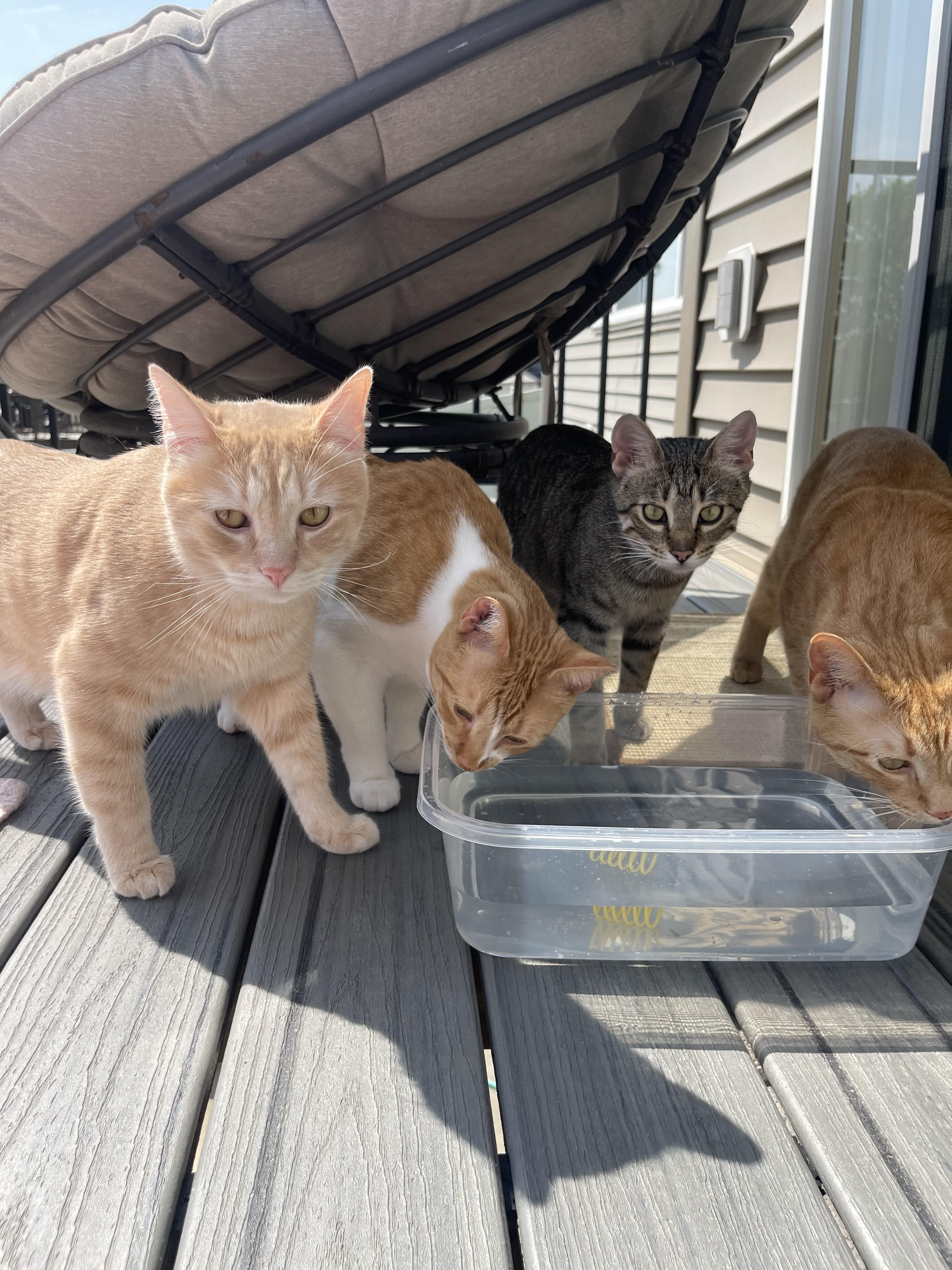 Adopt a Cat MN | Cat Adoption Minnesota | Pet Haven