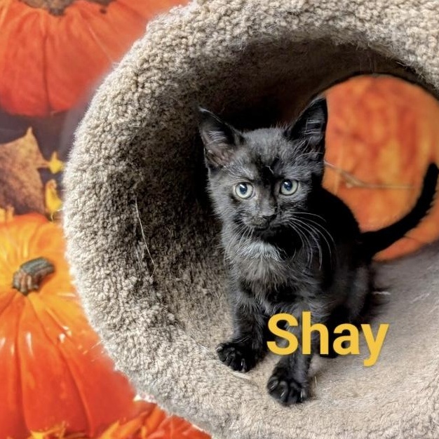 Cat for adoption - Shay, a Domestic Short Hair in Elyria, OH | Petfinder