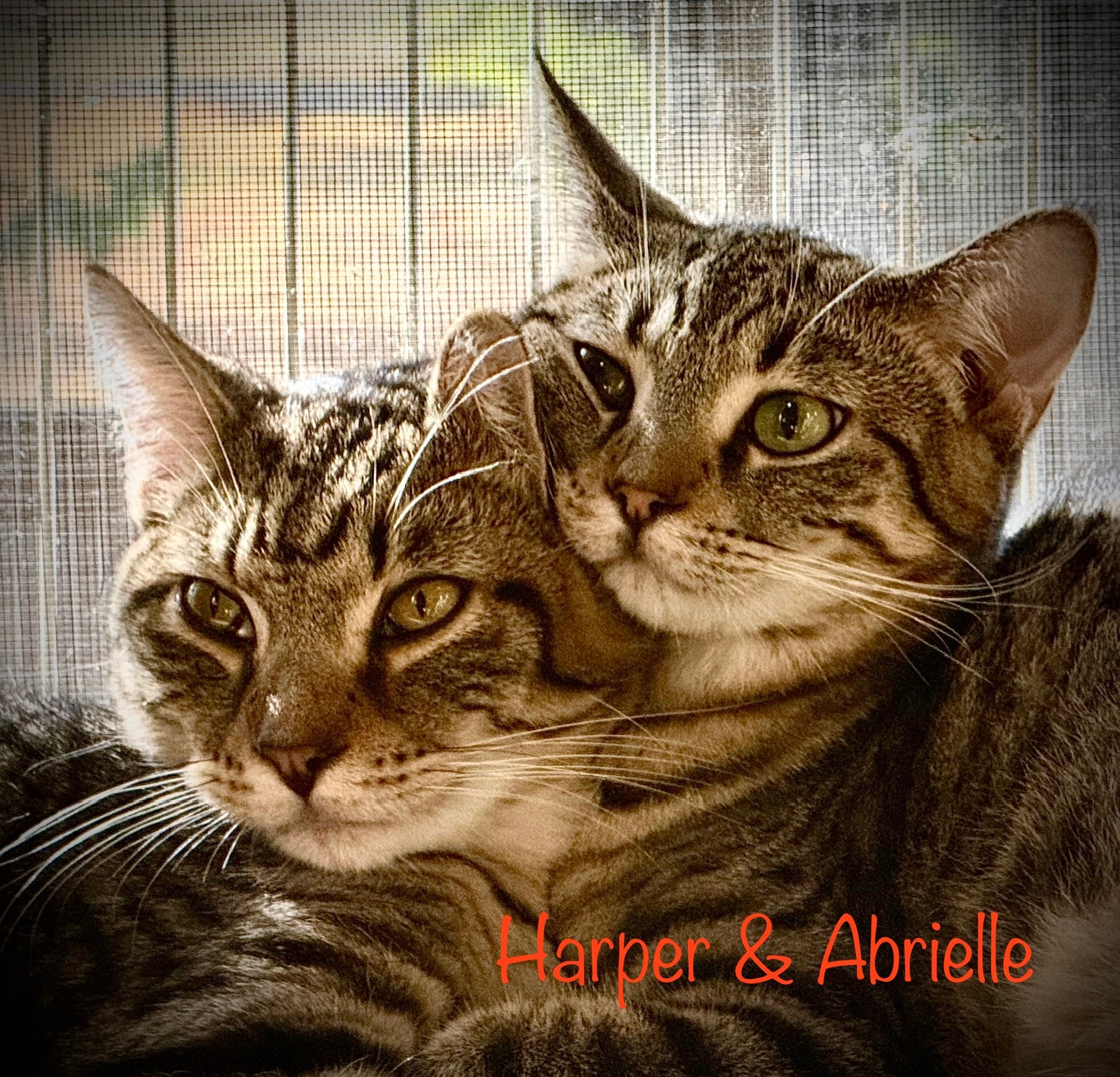 Cat for adoption - Abrielle (bonded pair with brother Harper), a ...