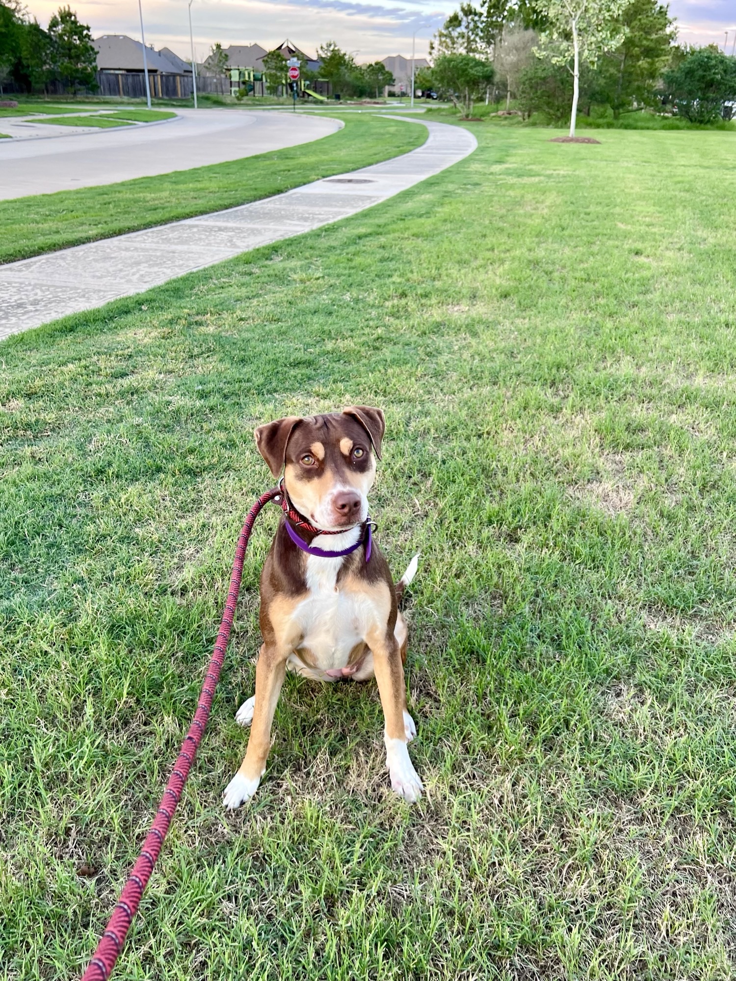 Dog for adoption - RYLEE, a Mixed Breed in Springfield, IL | Petfinder