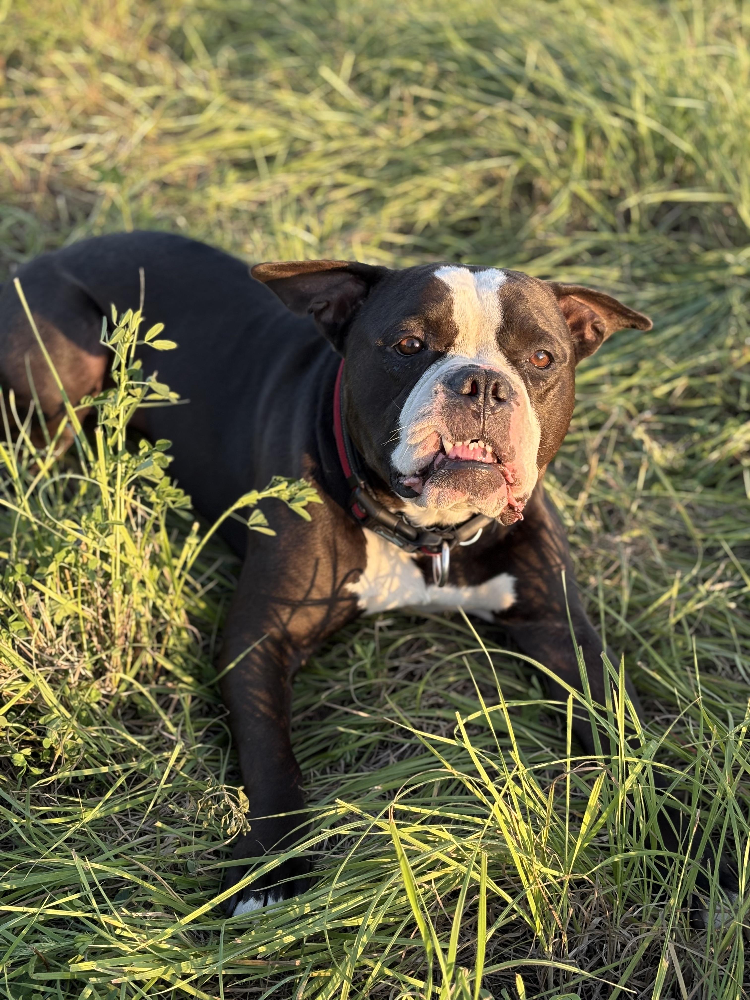 Dog for adoption - Diesel - pending adoption, a Mixed Breed in Saskatoon, SK | Petfinder