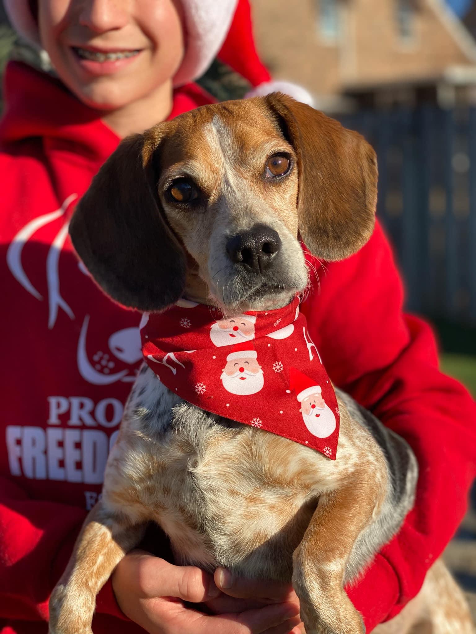 Dog for adoption - Belle, a Beagle in Philadelphia, PA | Petfinder