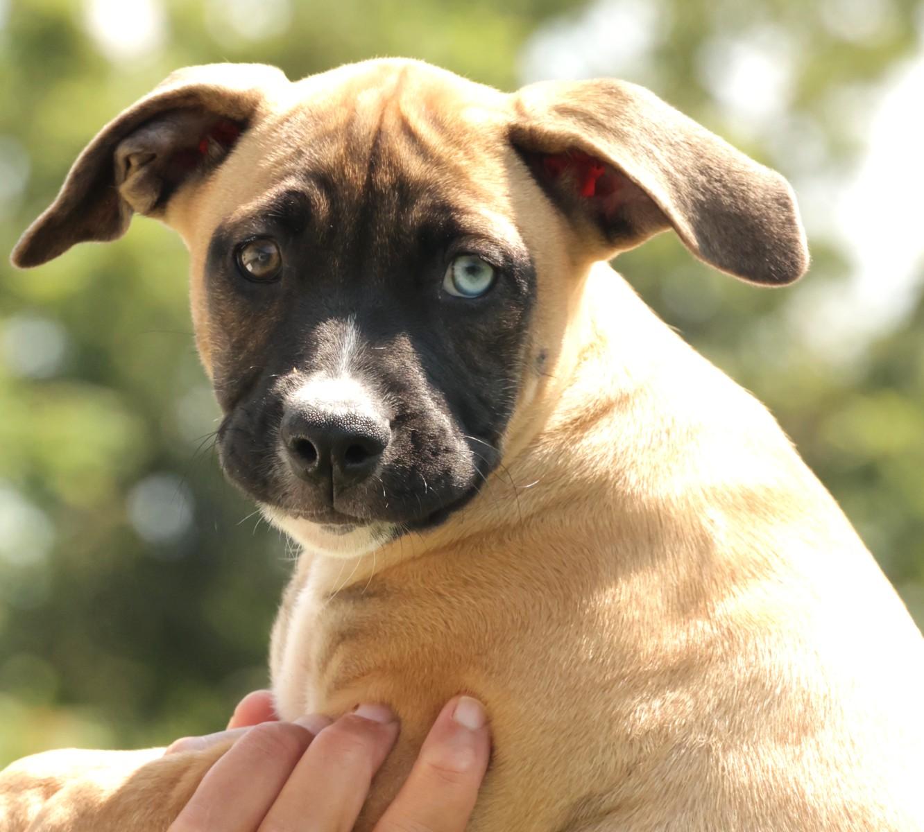 Dog for adoption - Darla-Available 8/10@Petsmart! www.lhar.dog to apply ...