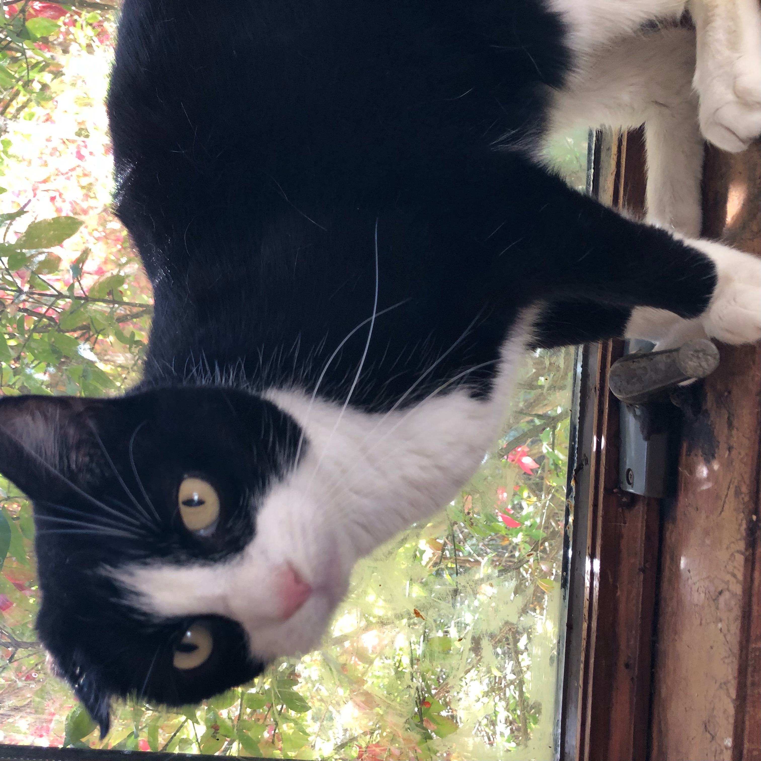 Cat for adoption - Lol, the follow-you-to-the-bathroom, cuddler-under ...