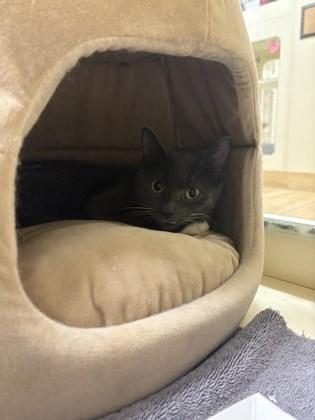 Cat for adoption - Thumper, a Domestic Short Hair in Bangor, ME | Petfinder