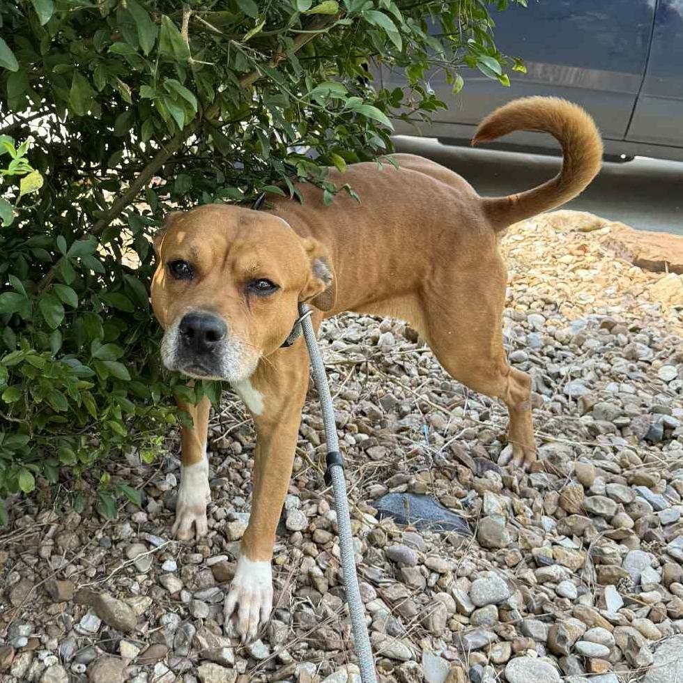 Dog for adoption - Princeton, an American Staffordshire Terrier Mix in ...