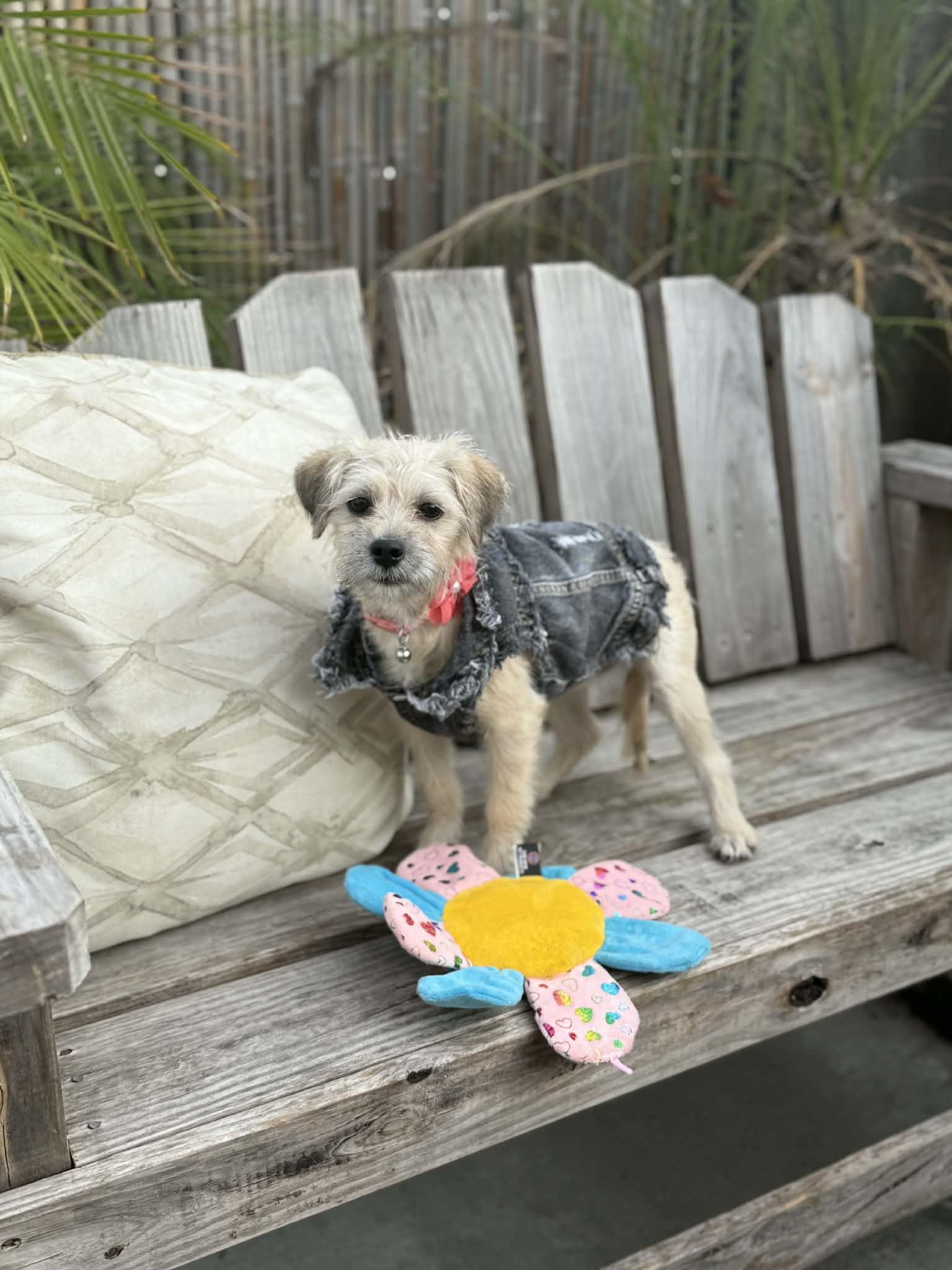 Princess Freya : Quiet and Sweet - Adoptable Pet | Petfinder | Petfinder