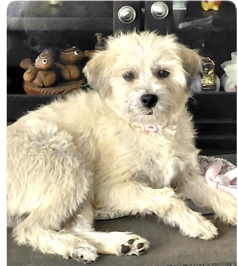 Princess Freya : Quiet and Sweet - Adoptable Pet | Petfinder | Petfinder