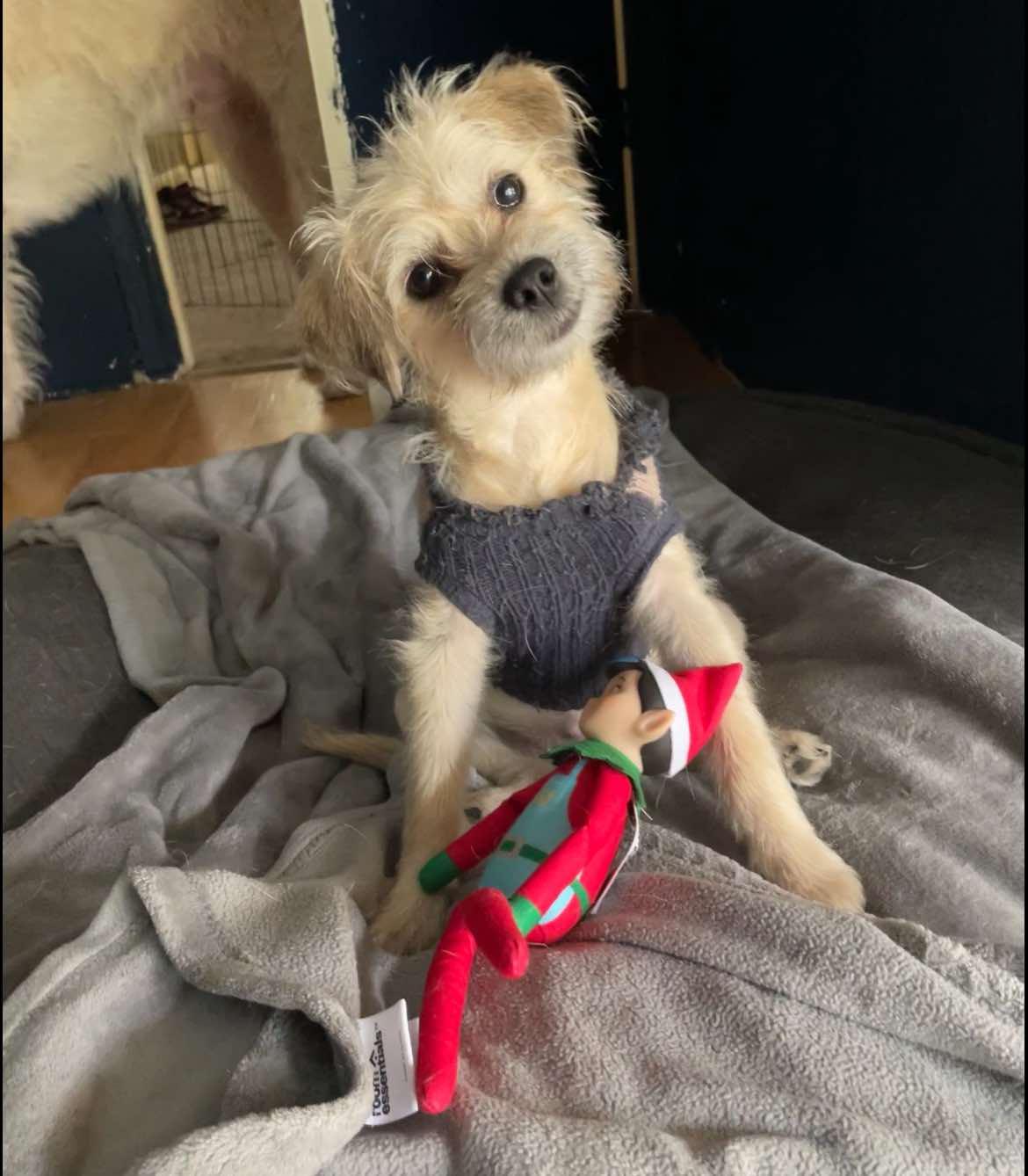 Princess Freya : Quiet and Sweet - Adoptable Pet | Petfinder | Petfinder