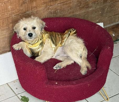 Princess Freya : Quiet and Sweet - Adoptable Pet | Petfinder | Petfinder