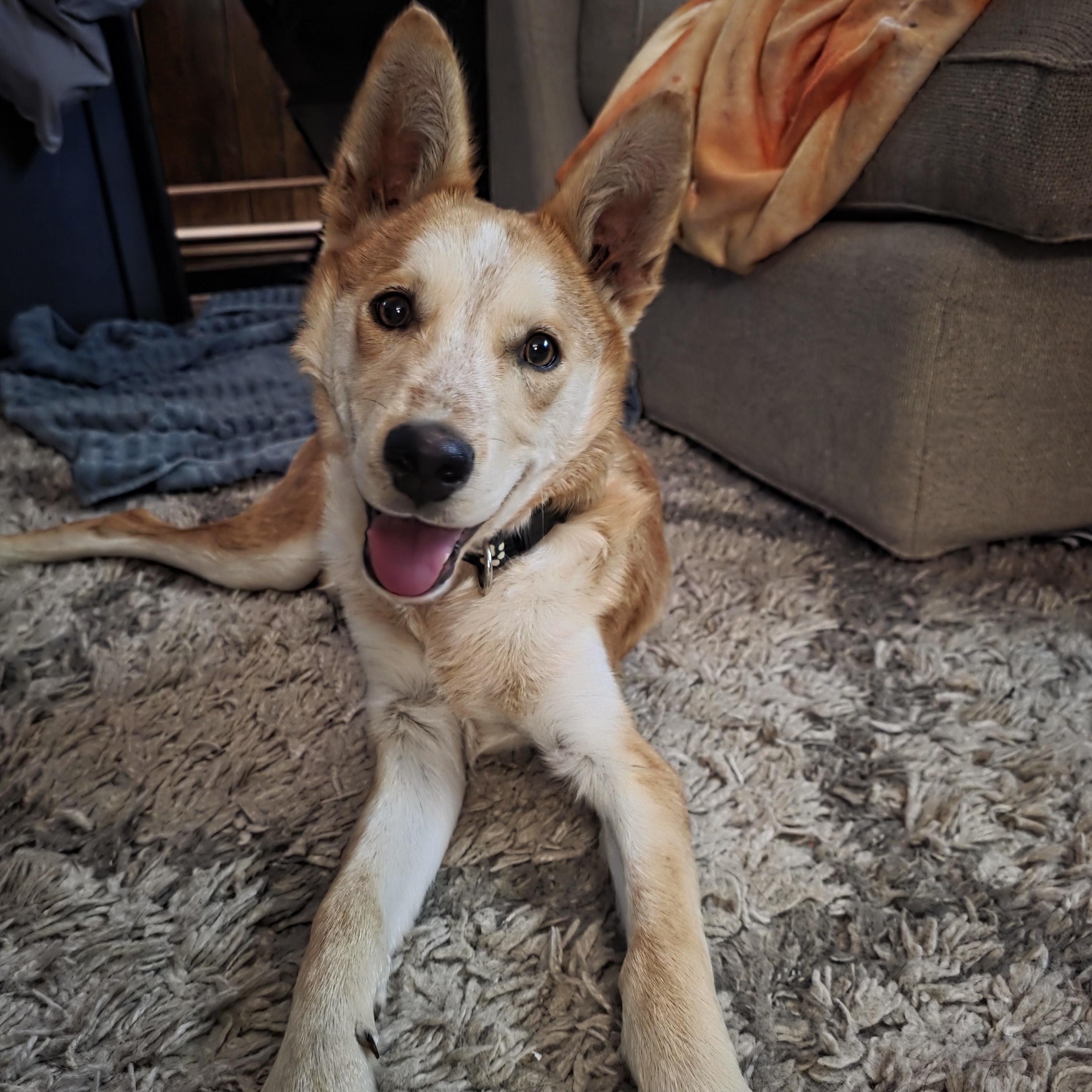 Dog for adoption - Sonny, a Mixed Breed in Seattle, WA | Petfinder