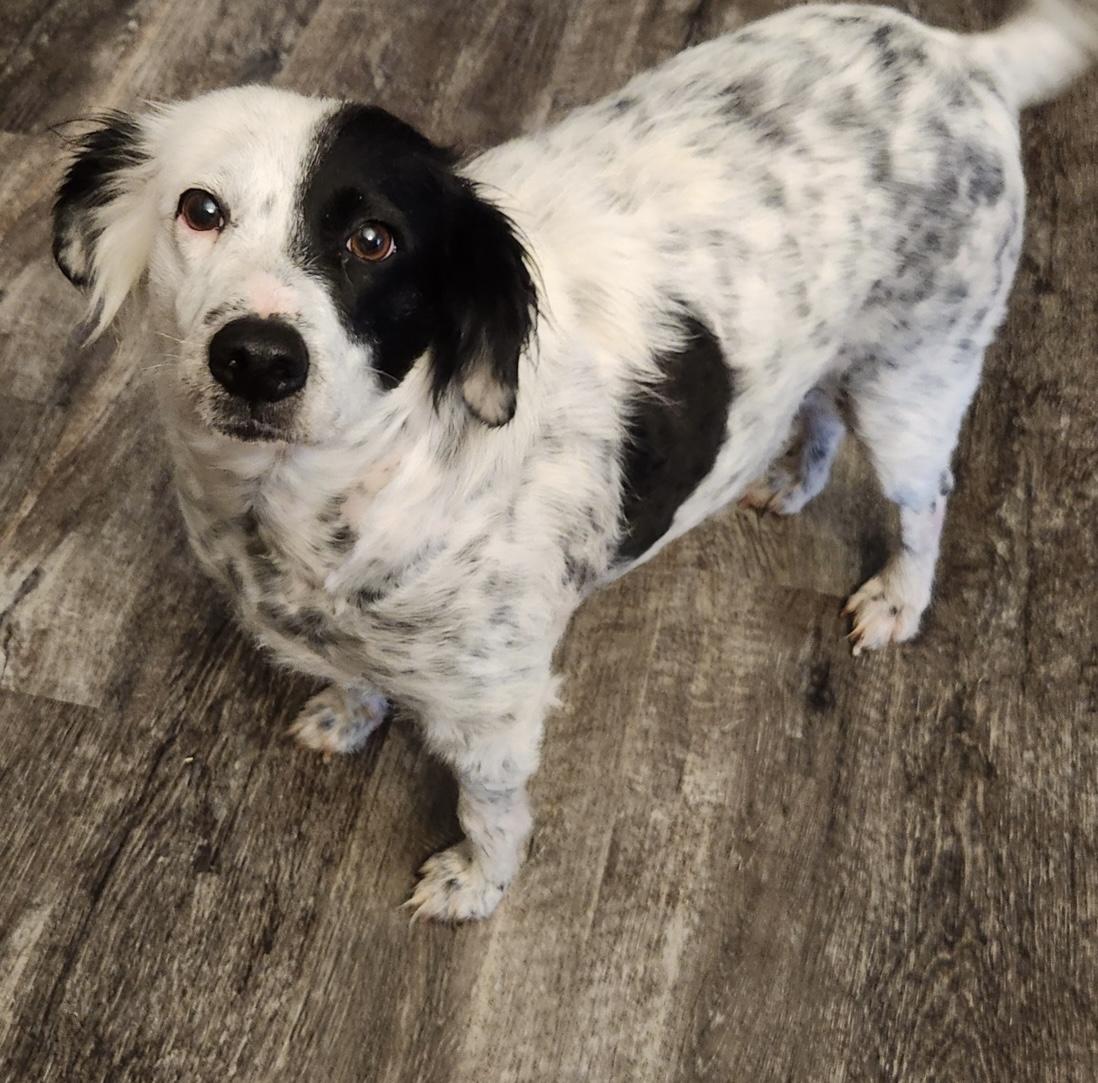Dog for adoption - Cow, an English Setter & Border Collie Mix in ...