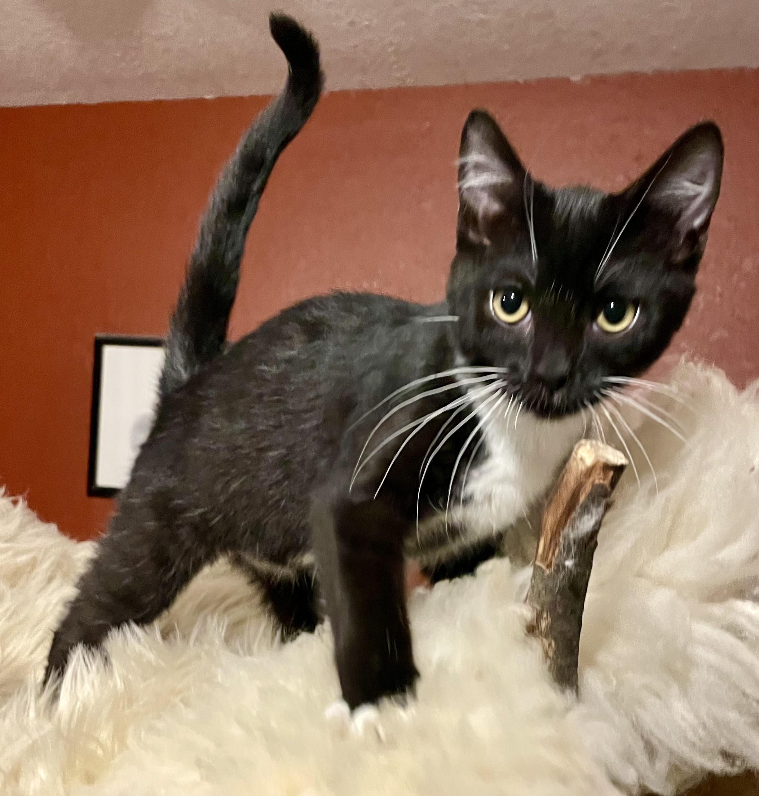 Available Cats - The A.R.K - Animal Recycling Kennel