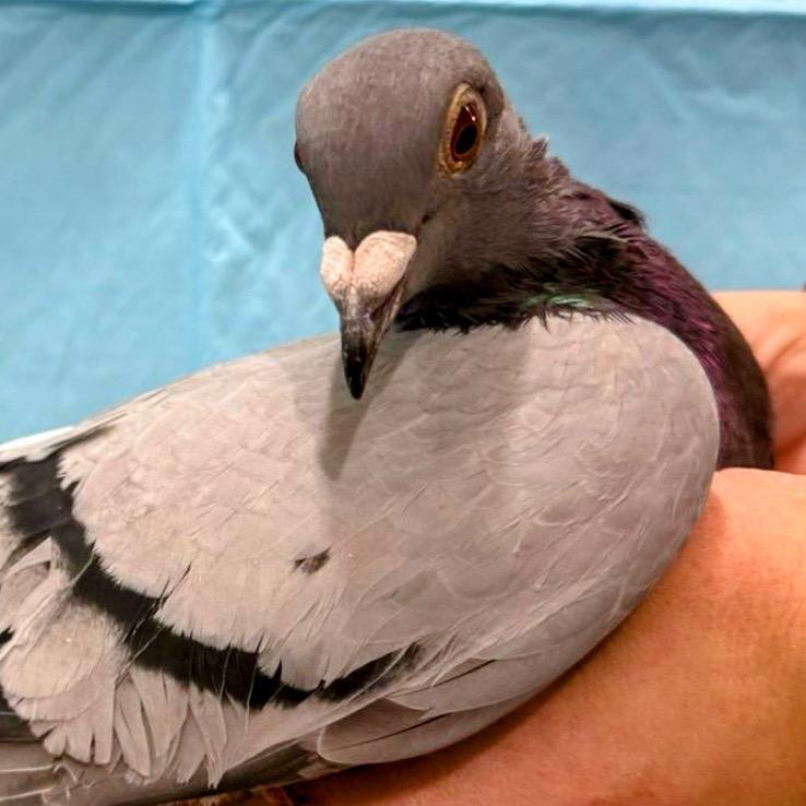 Dove for adoption - Pikachu, a Pigeon in Chicago, IL | Petfinder