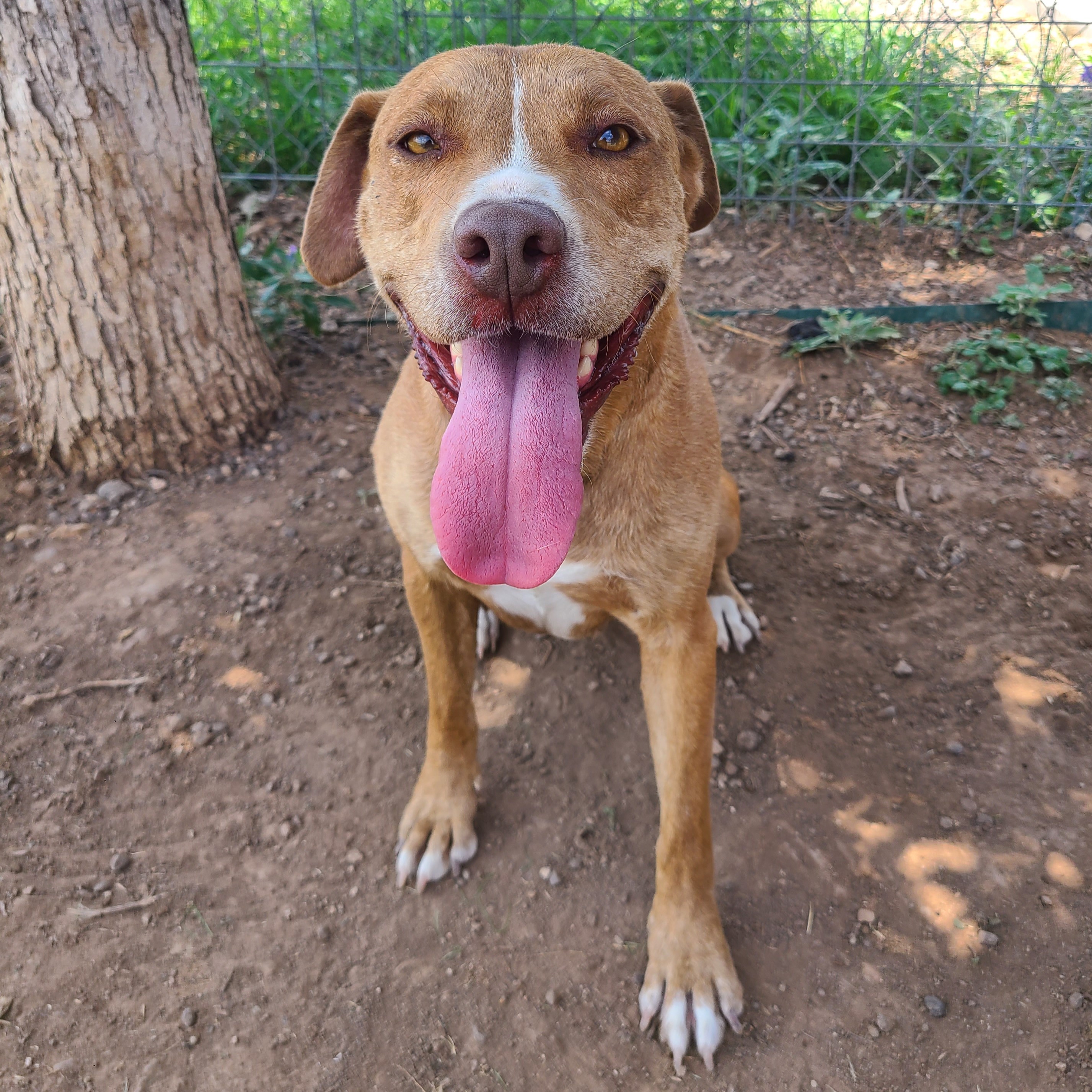 Dog for adoption - Kate, a Pit Bull Terrier in ALPINE, TX | Petfinder