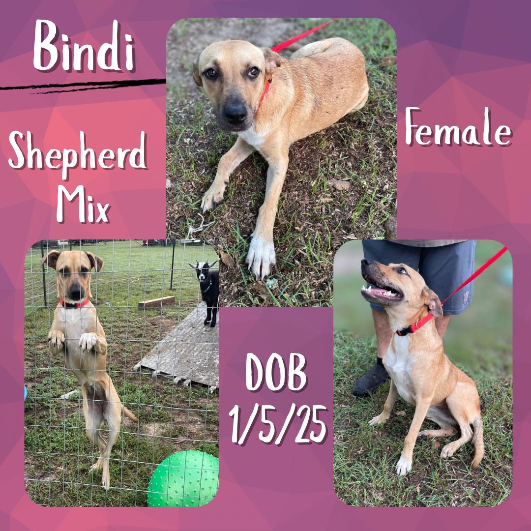Dog for adoption - Bindi, a German Shepherd Dog Mix in Portland, OR ...