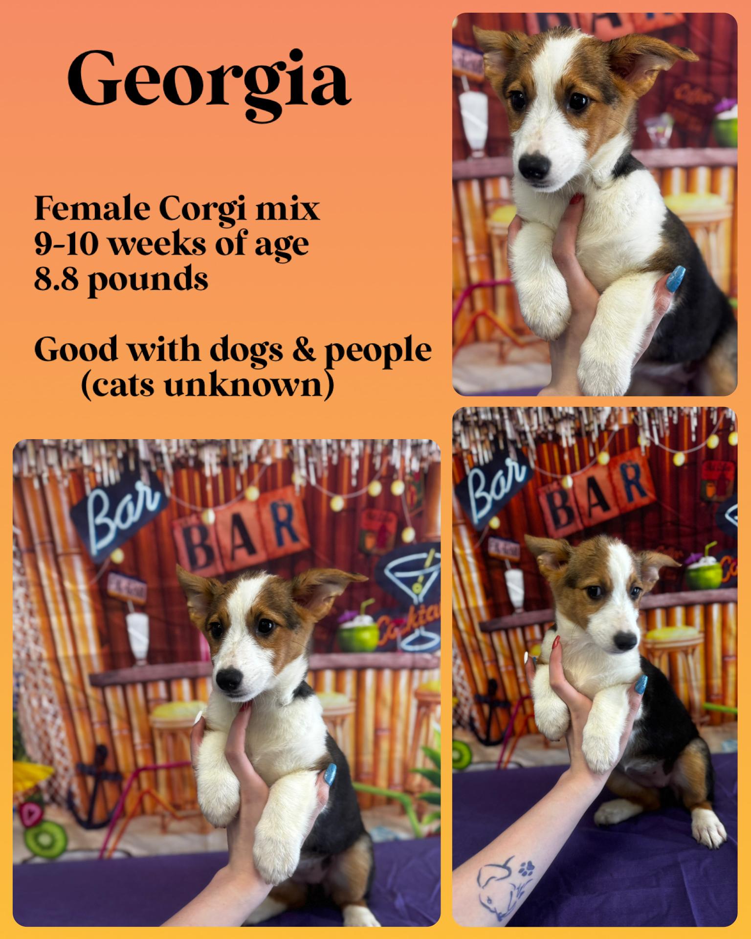 Dog for adoption - Georgia, a Corgi Mix in Manchester, CT | Petfinder