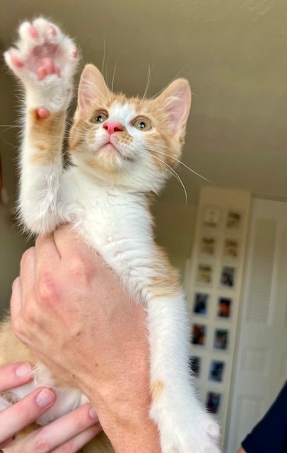 Hart Animal Rescue - Available Animals