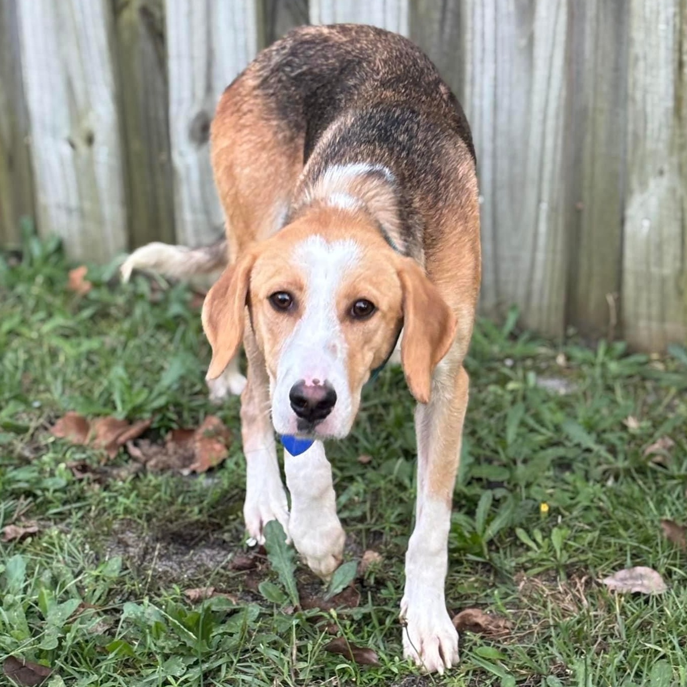 Dog for adoption - Kidd, a Hound Mix in Buffalo, NY | Petfinder