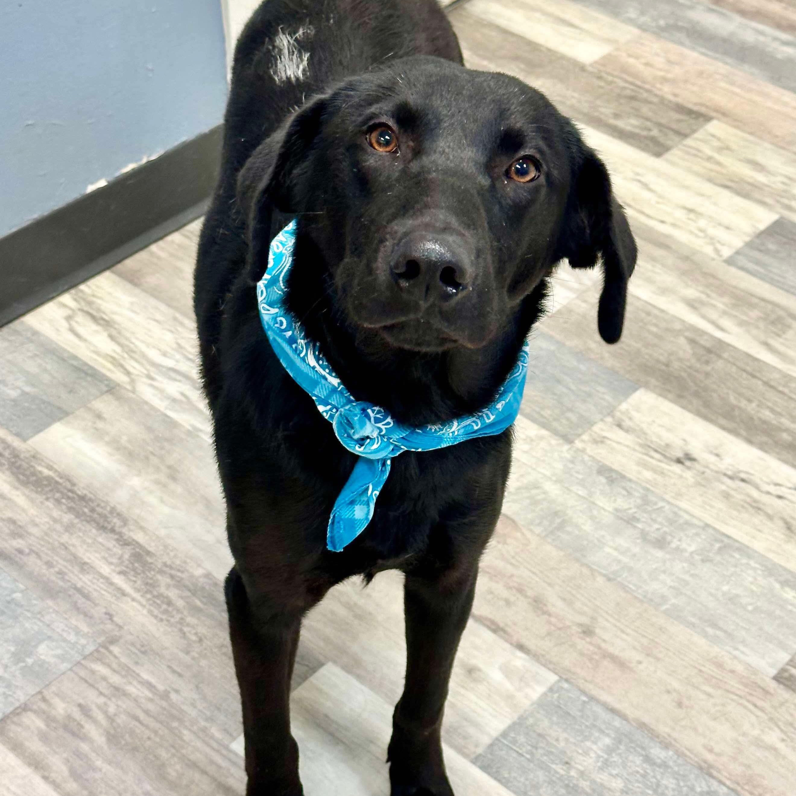 Dog for adoption - Pepe, a Black Labrador Retriever Mix in Tumwater, WA ...