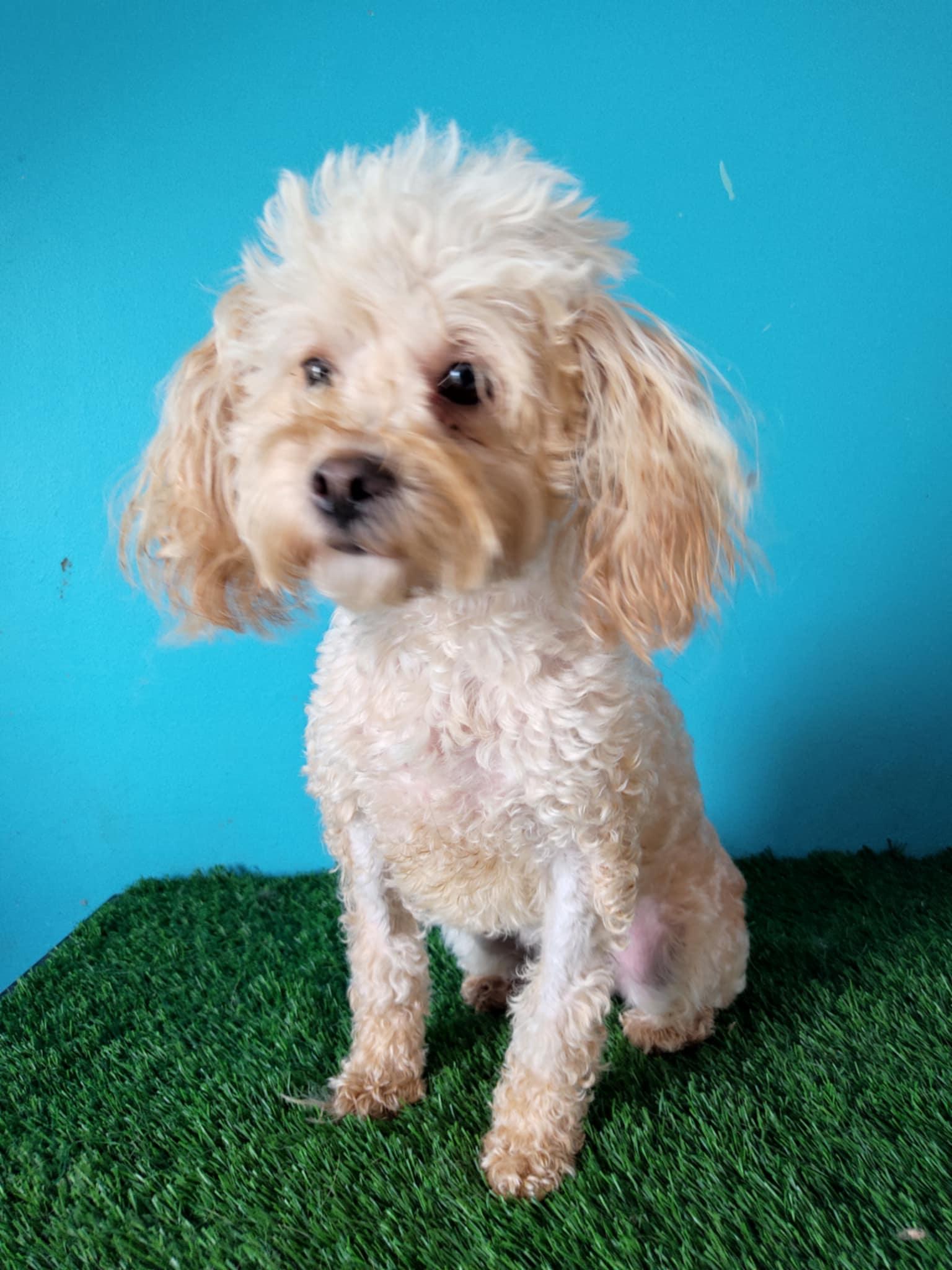 Dog for adoption - Diva, a Miniature Poodle in Tijuana, BCN | Petfinder