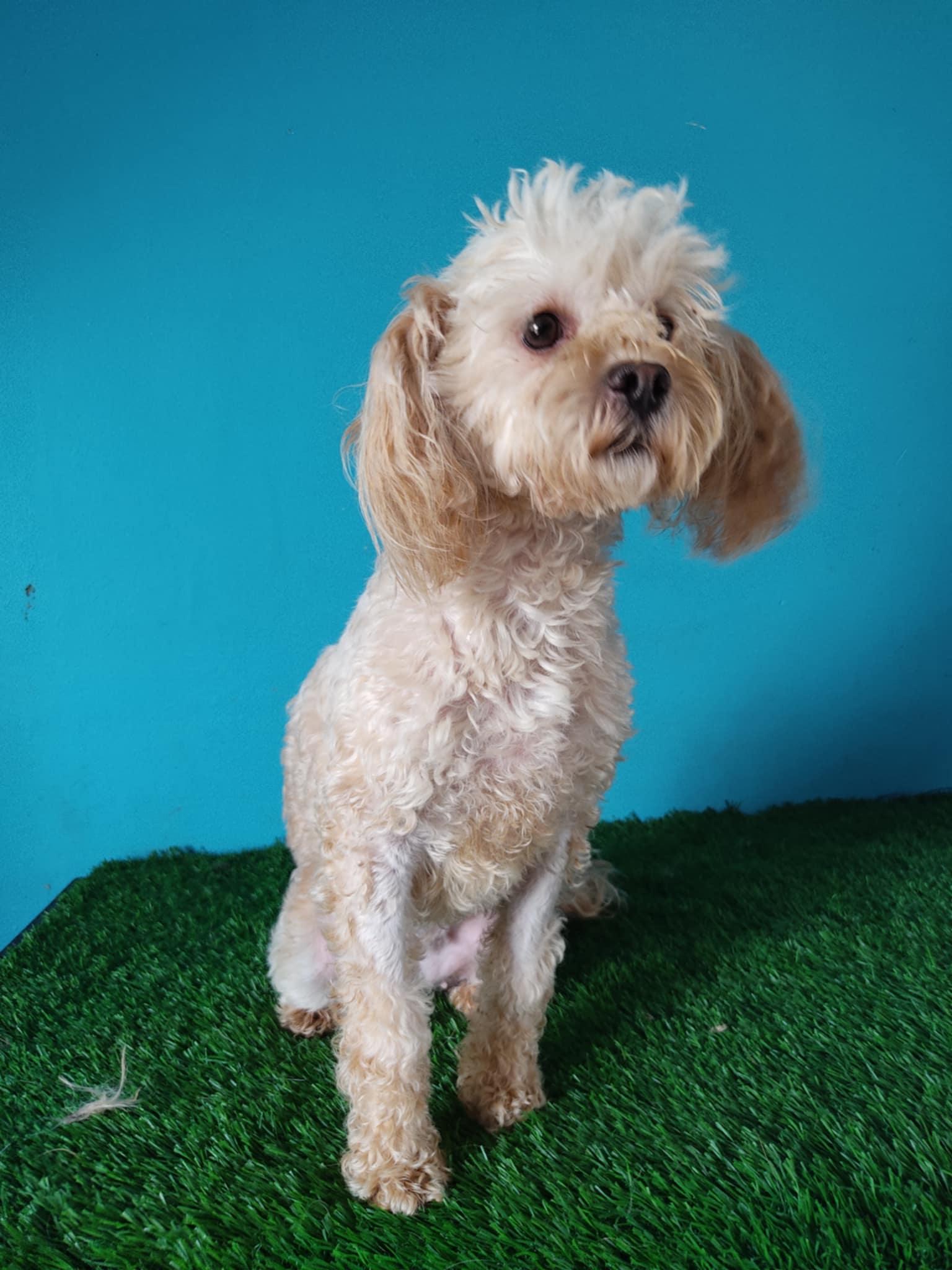 Dog for adoption - Diva, a Miniature Poodle in Tijuana, BCN | Petfinder
