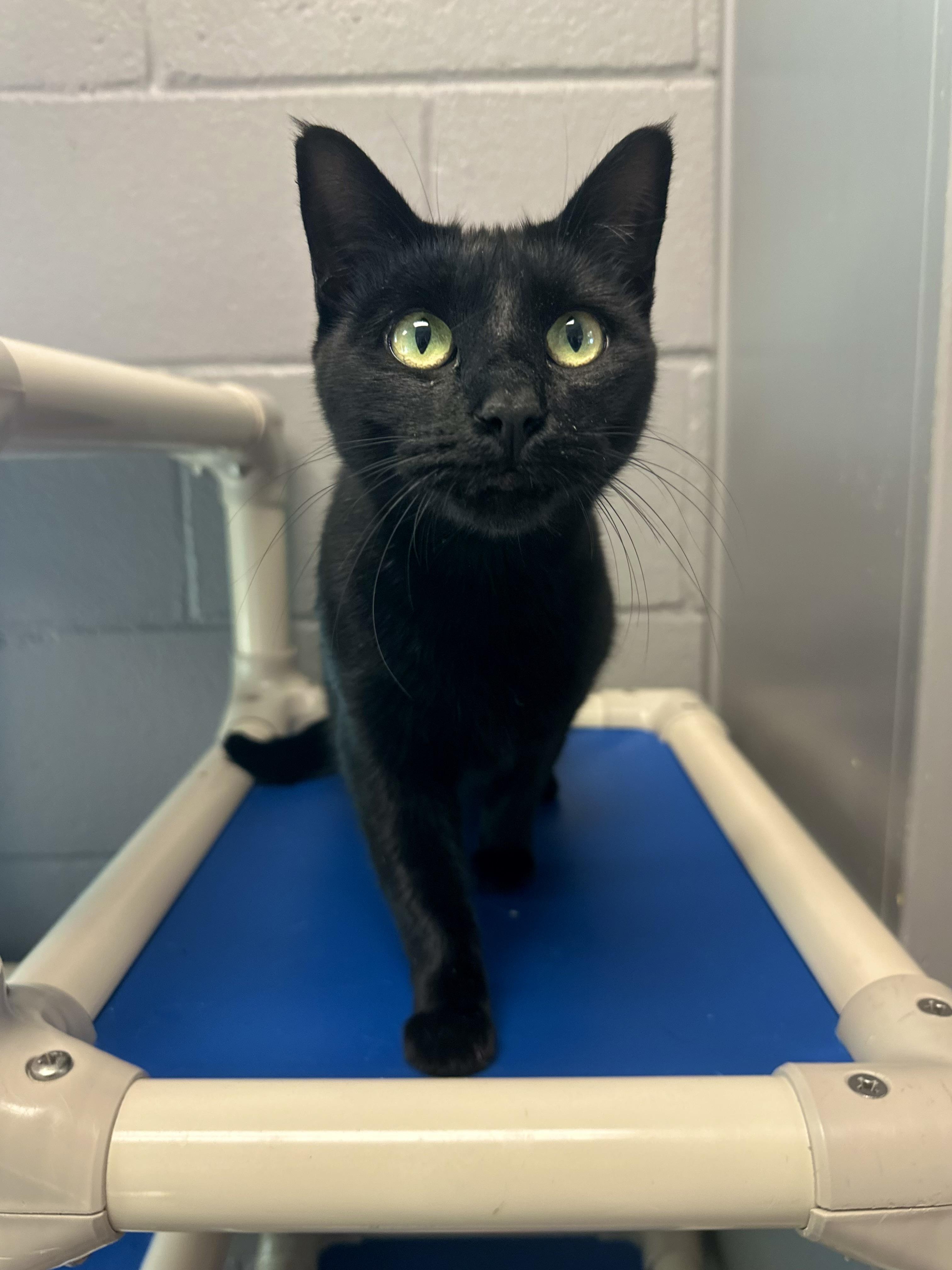 Cat for adoption - Toad, a Domestic Short Hair in Gainesville, TX ...