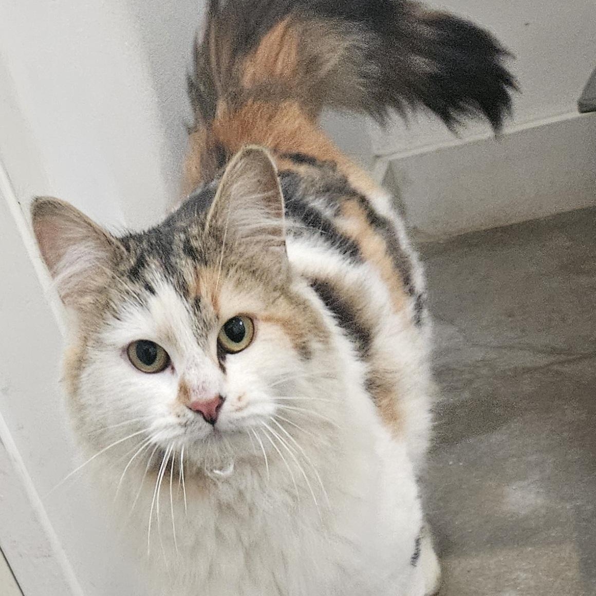 Cat for adoption - Sassy, a Calico Mix in Bonners Ferry, ID | Petfinder