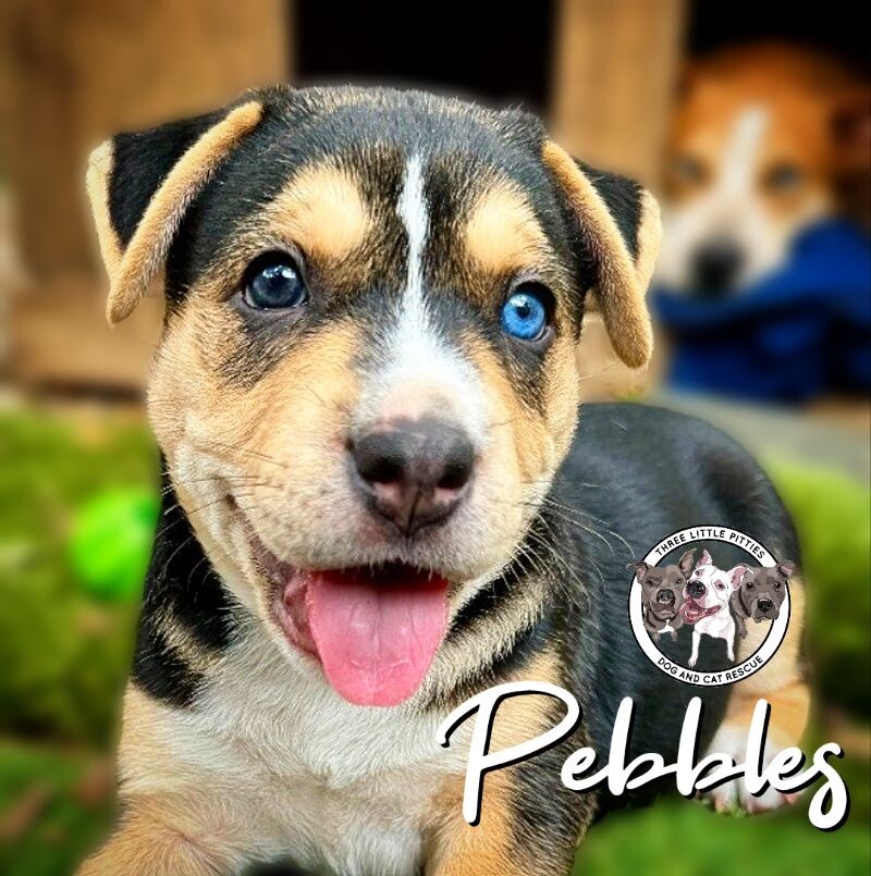 Dog for adoption - Pebbles Barc, a Shepherd Mix in Provo, UT | Petfinder
