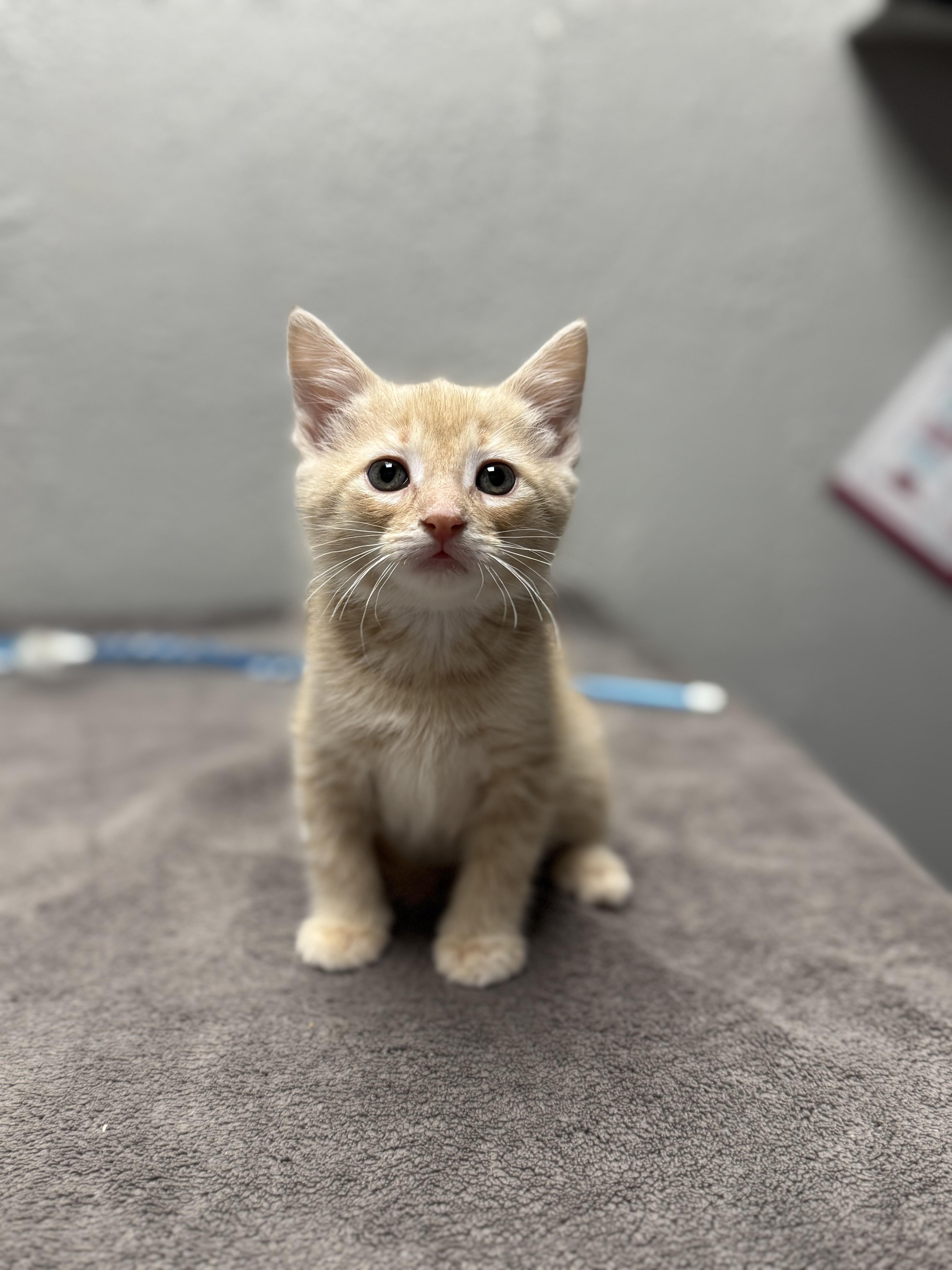 Cat for adoption - Blair’s Beau, a Domestic Short Hair in Walker, MI ...