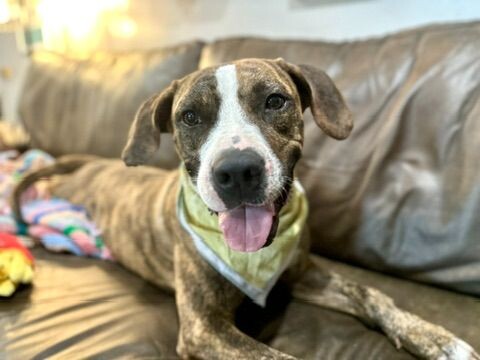 Dog for adoption - Nolan Brice, a Pit Bull Terrier & Hound Mix in ...