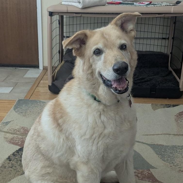 Dog for adoption - Fluffy, a Labrador Retriever Mix in San Francisco ...