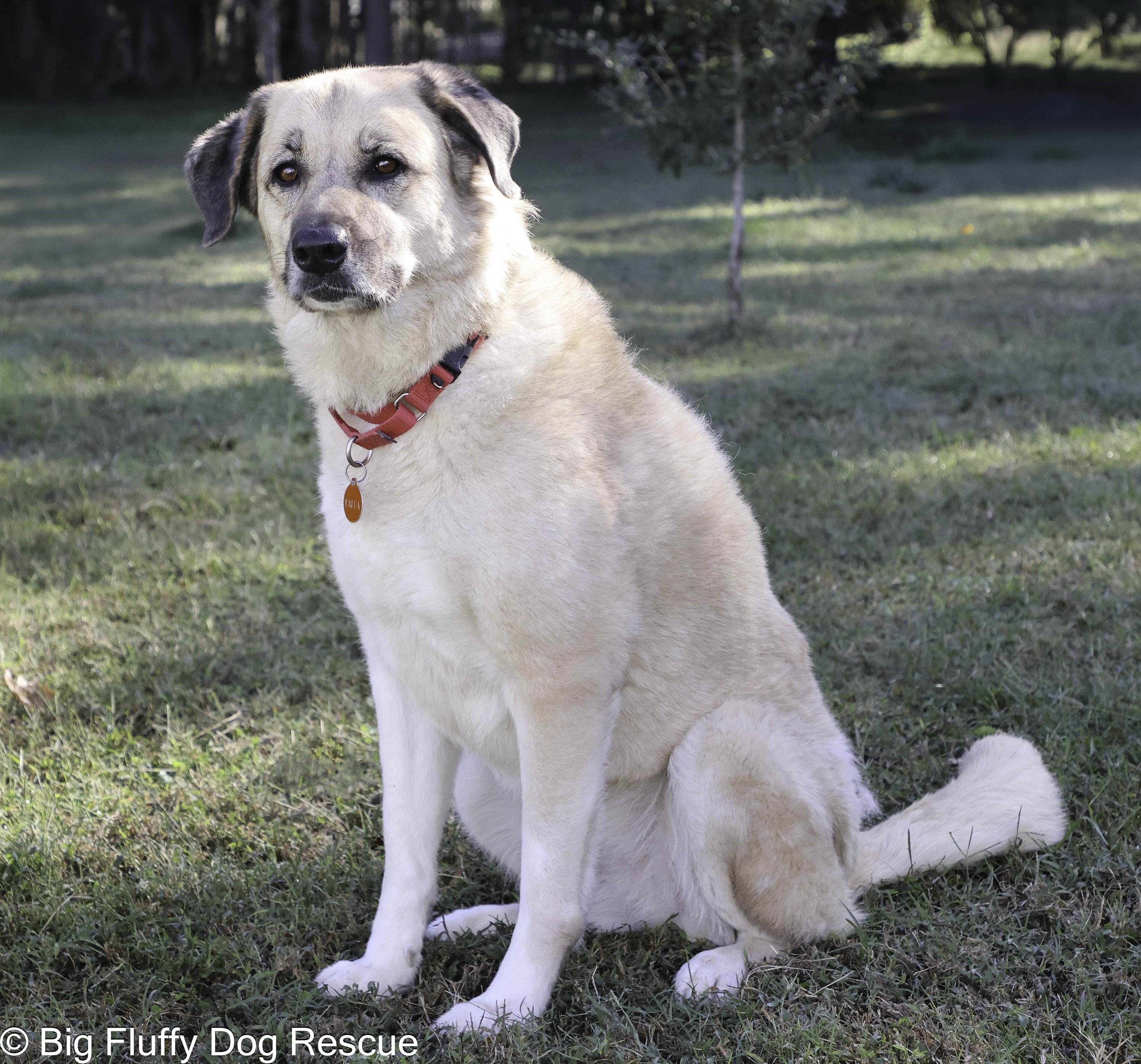 Dog for adoption - Kalea, an Anatolian Shepherd & Great Pyrenees Mix in ...